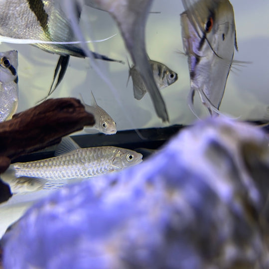 Golden Mahseer (Tor Putitora) – monsteraquariumonline