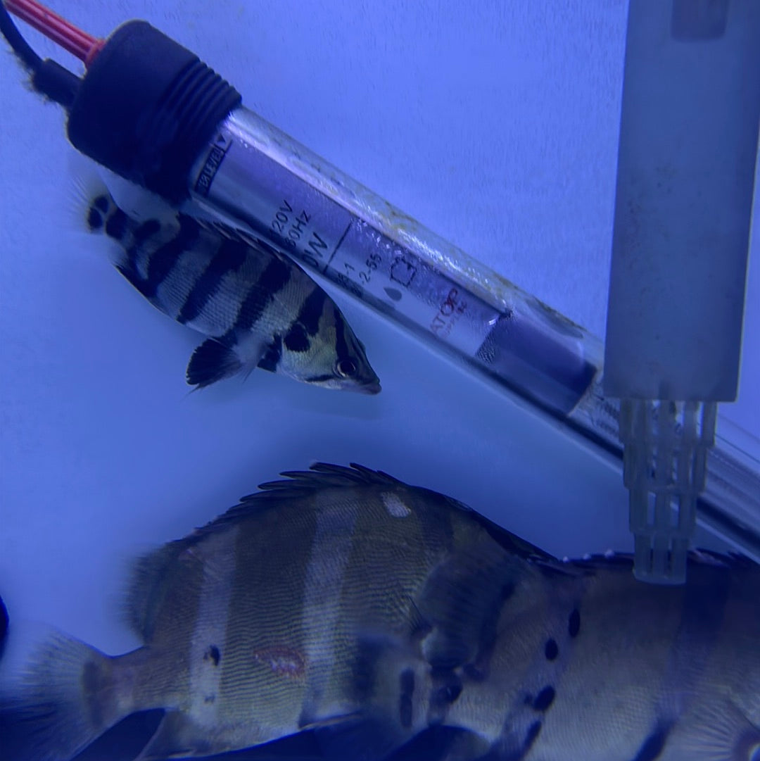 Silver Tiger Datnoid (Datnioides polota) – monsteraquariumonline