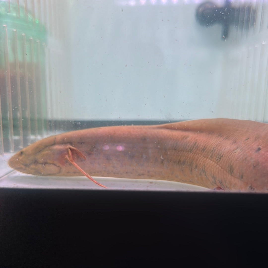 Spotted Lungfish "Protopterus dolloi" – monsteraquariumonline