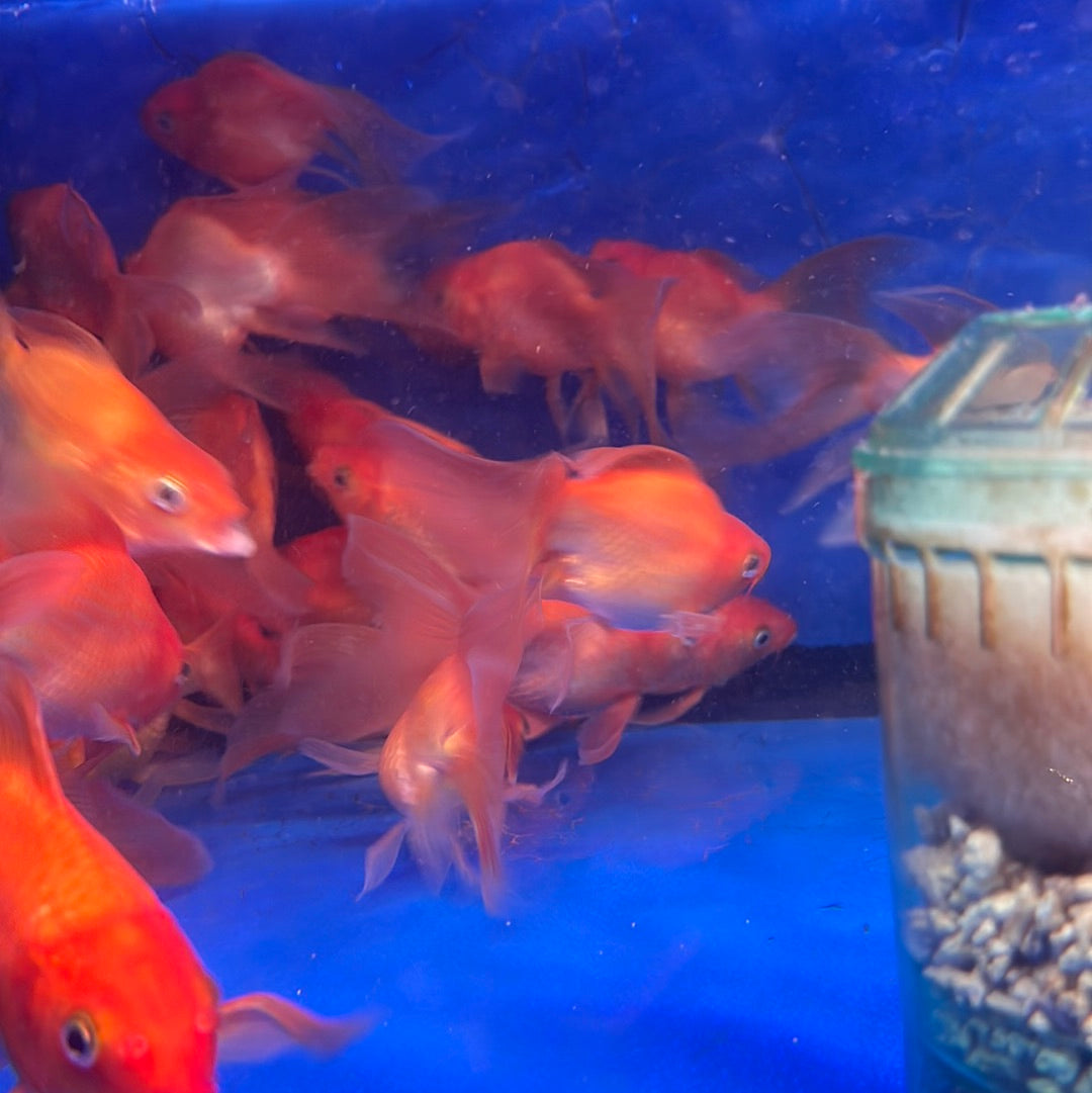 Red Shortbody Long Fin Koi (A Grade)( Cyprinus carpio ...