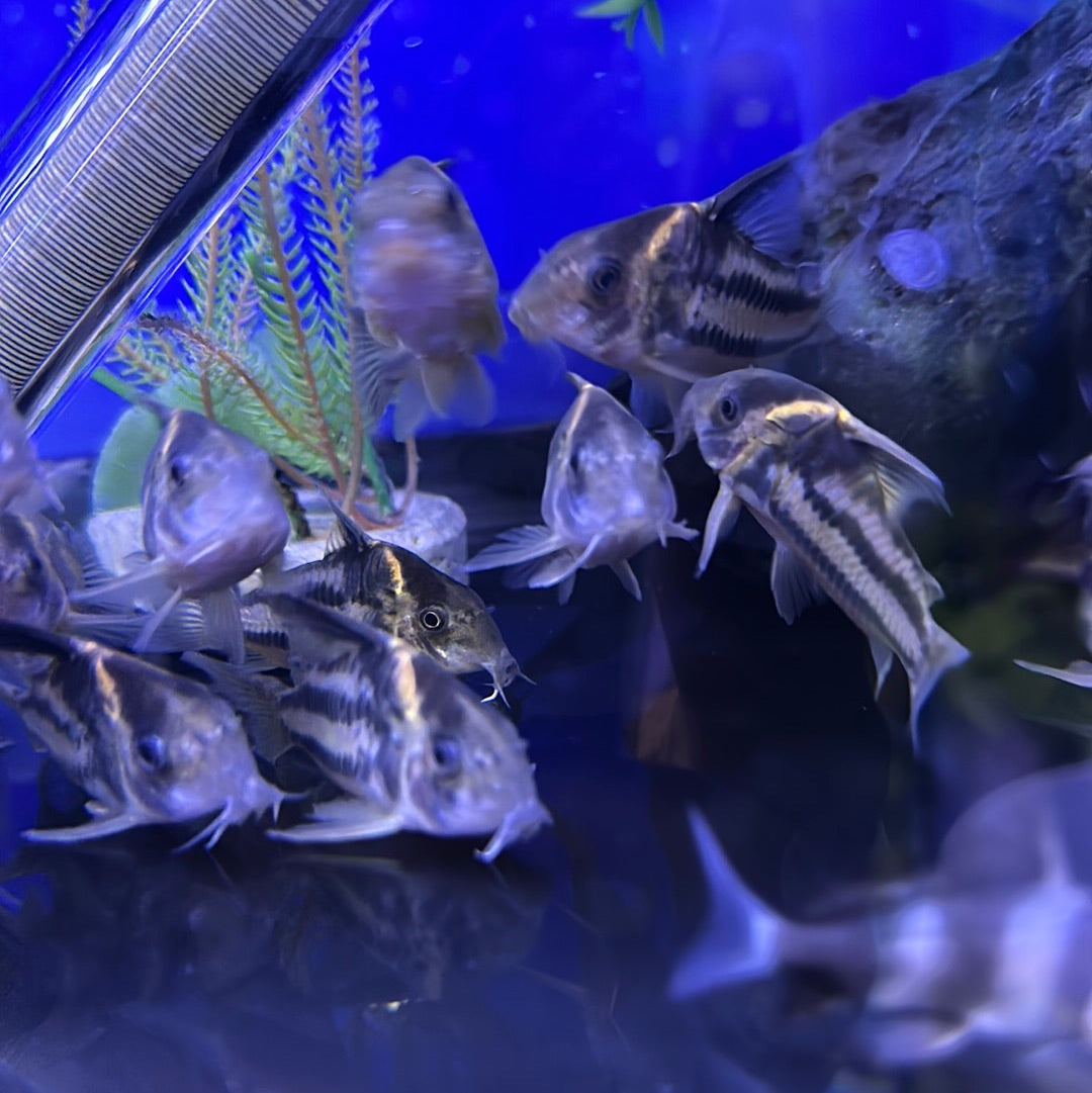 Corydora – monsteraquariumonline