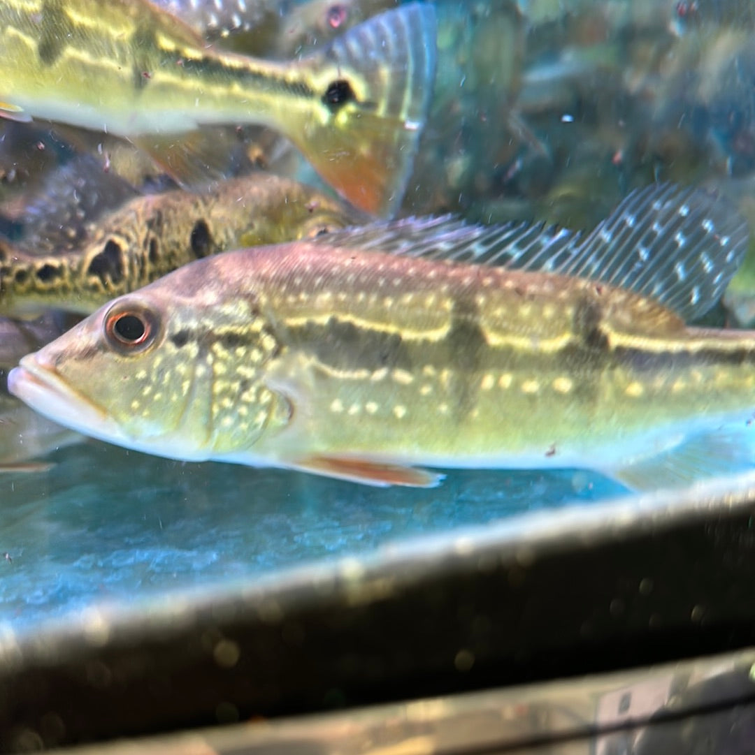 Temensis Peacock Bass Cichla Temensis Monsteraquariumonline