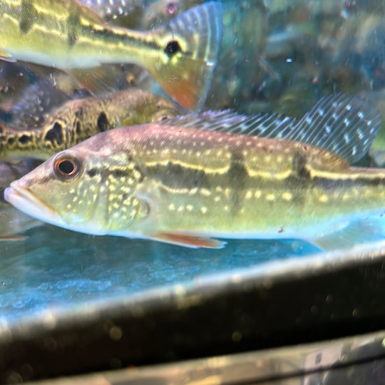 Temensis Peacock Bass (Cichla temensis) – monsteraquariumonline