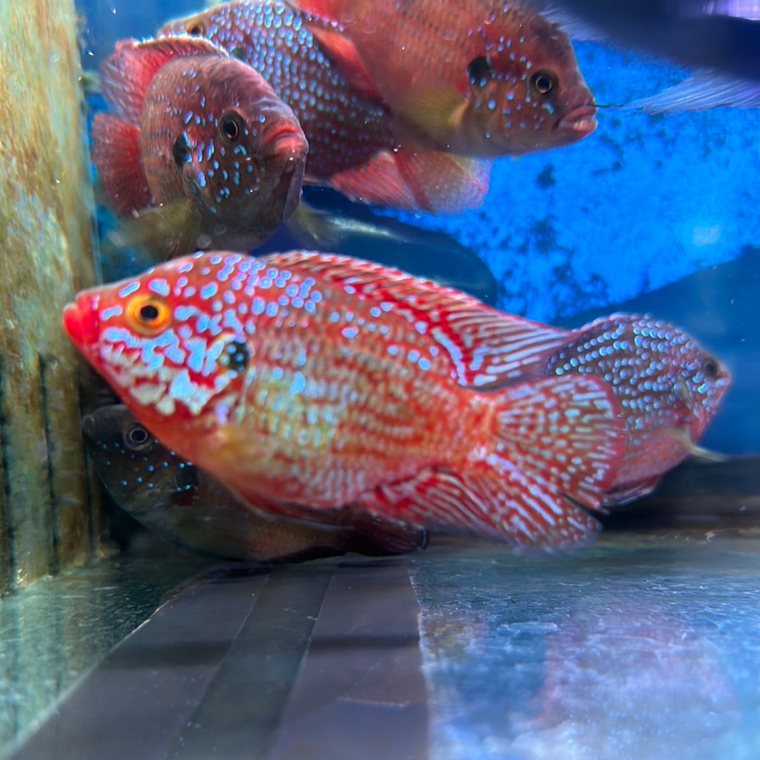 Buy Geophagus Fish Online - Monster Aaquarium – monsteraquariumonline