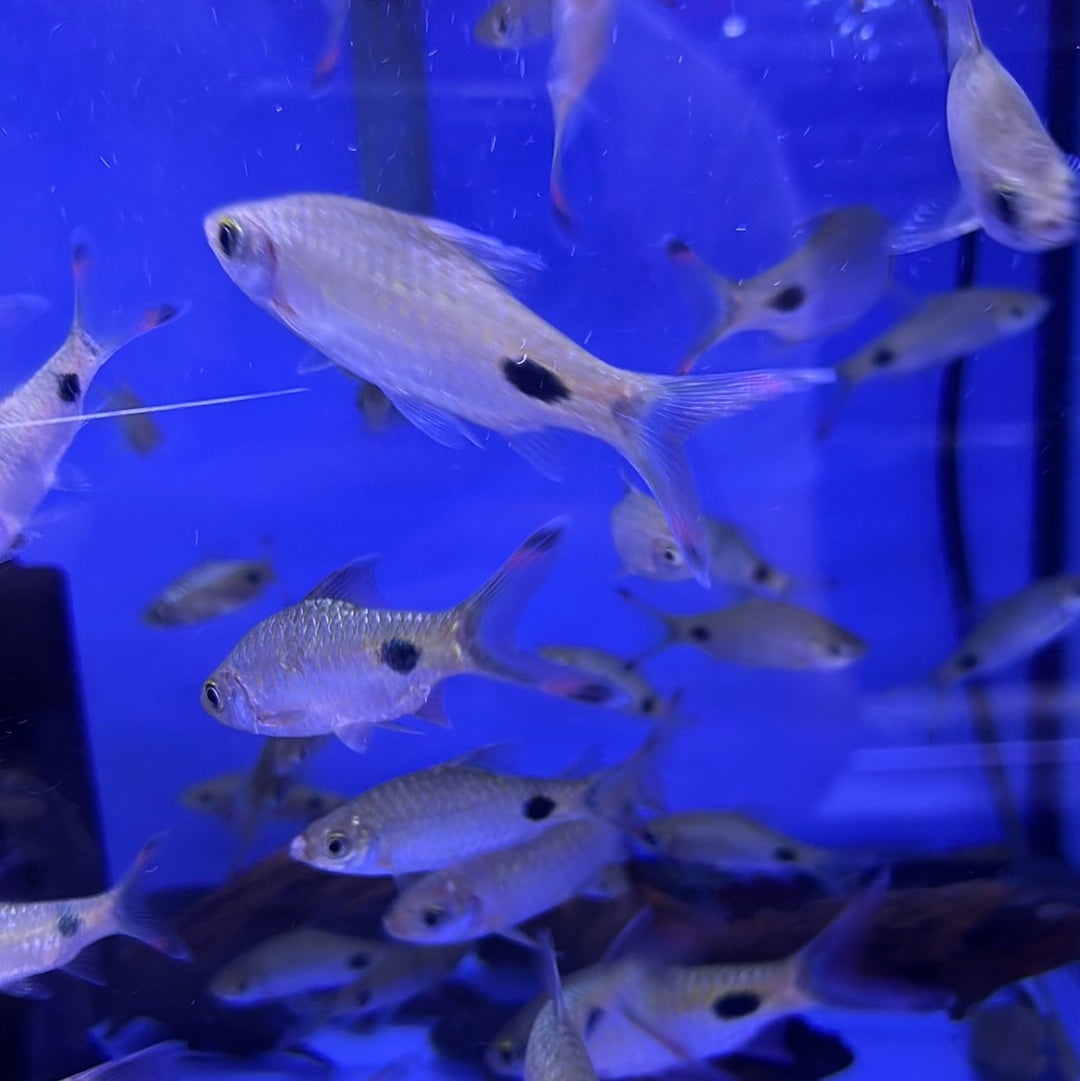 Barbs – Page 2 – monsteraquariumonline