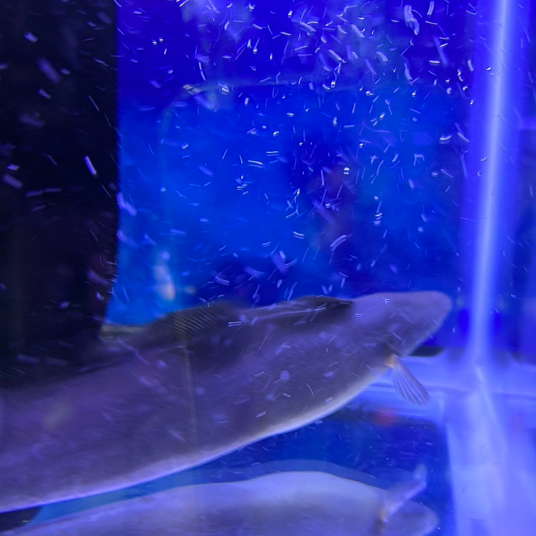 Aba Aba Knife (Gymnarchus niloticus) – monsteraquariumonline