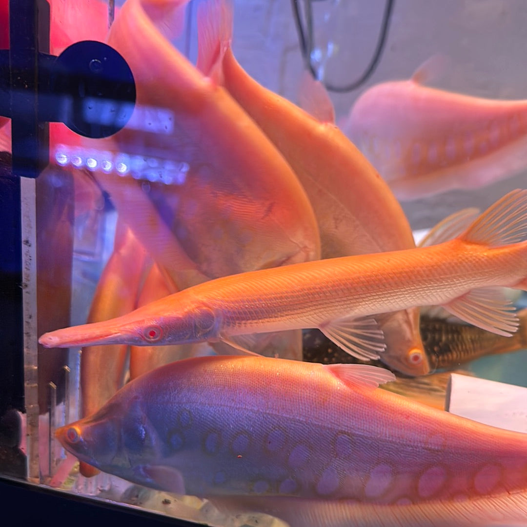 Albino Gold Alligator Gar (Atractosteus Spatula) – monsteraquariumonline
