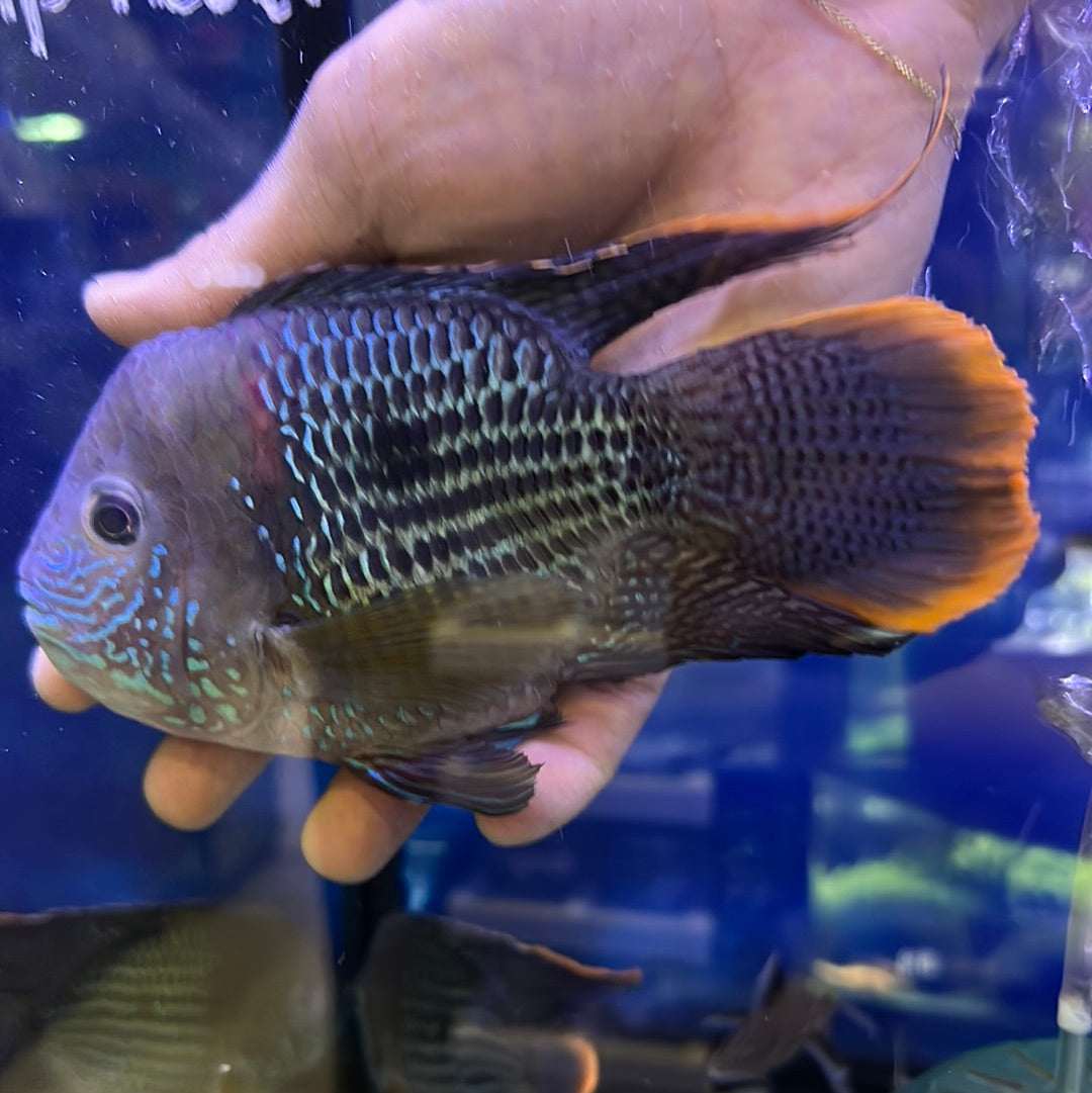 Monster Fish For Sale - Monster Aquarium – Page 4 – monsteraquariumonline