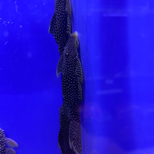 L067 Yellow Edged Pleco (Pseudancistrus asurini) – monsteraquariumonline