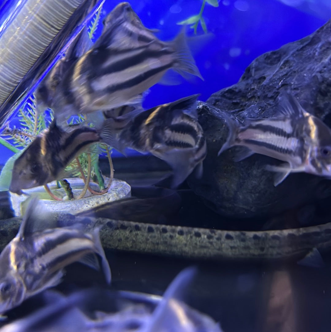 Corydora – monsteraquariumonline