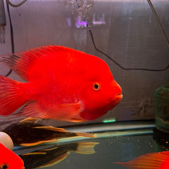 Red Mammon (Cichlasoma sp) – monsteraquariumonline