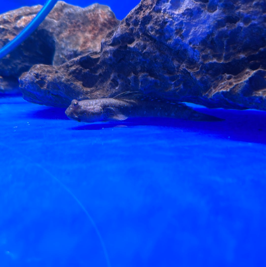 Giant blue spot MudSkipper (Boleophthalmus boddarti)