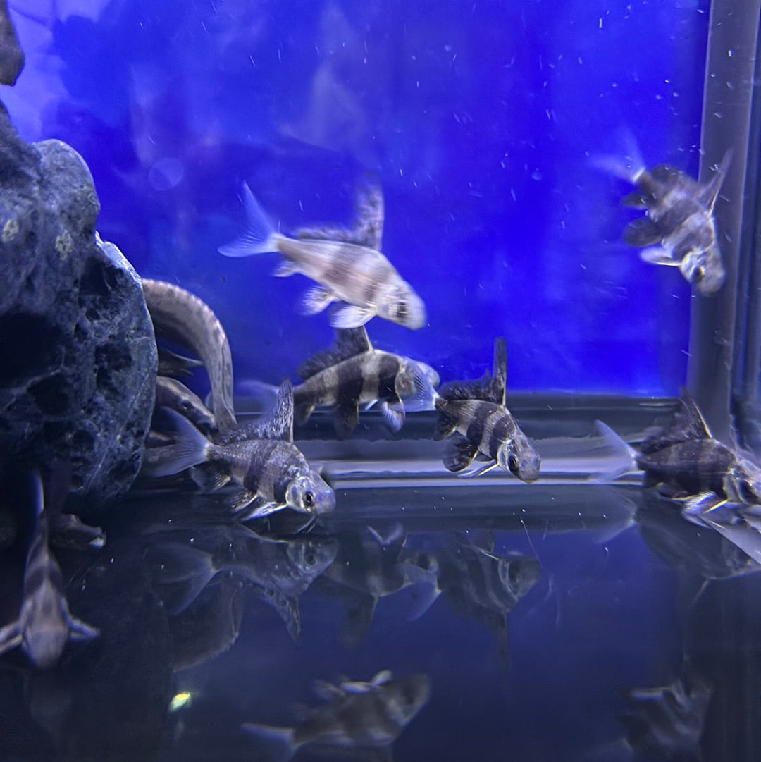 Hi fin banded shark (Myxocyprinus asiaticus) – monsteraquariumonline
