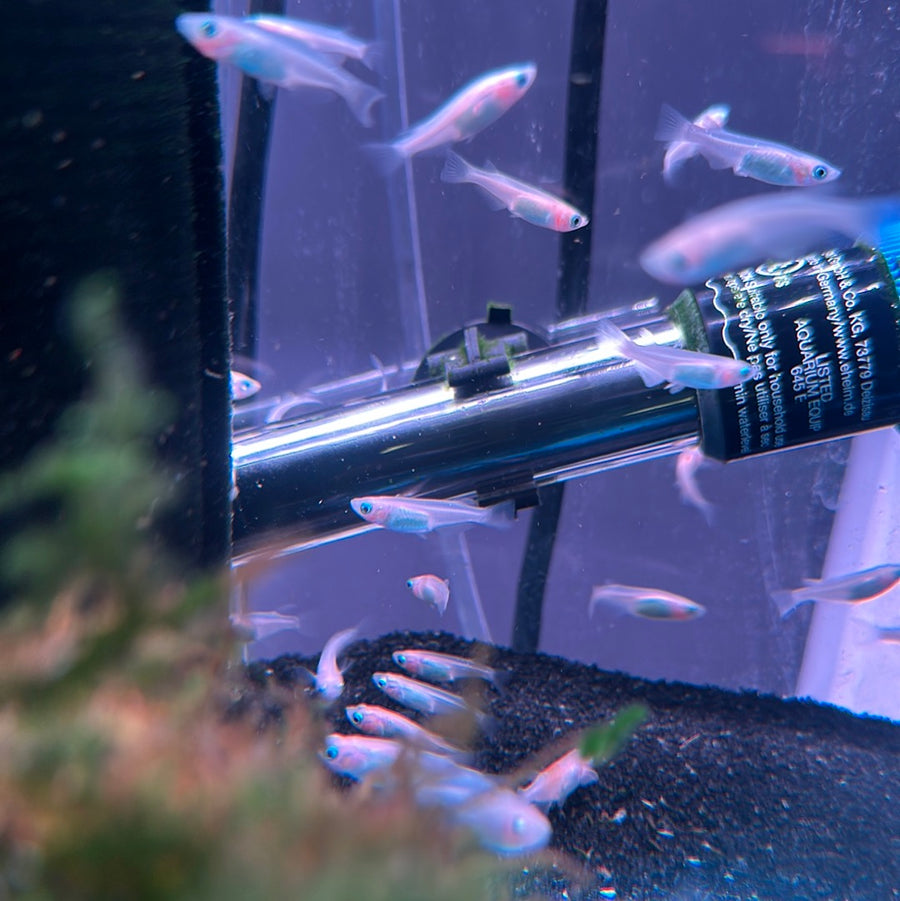 Shop Online For Tetra Fish - Buy Neon Tetra Online – monsteraquariumonline