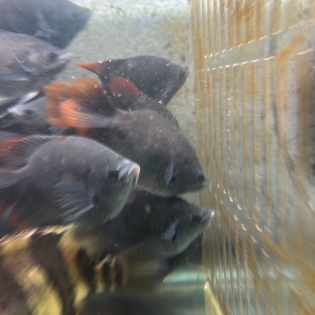 Red Tail Giant Gourami (Osphronemus laticlavius) – monsteraquariumonline