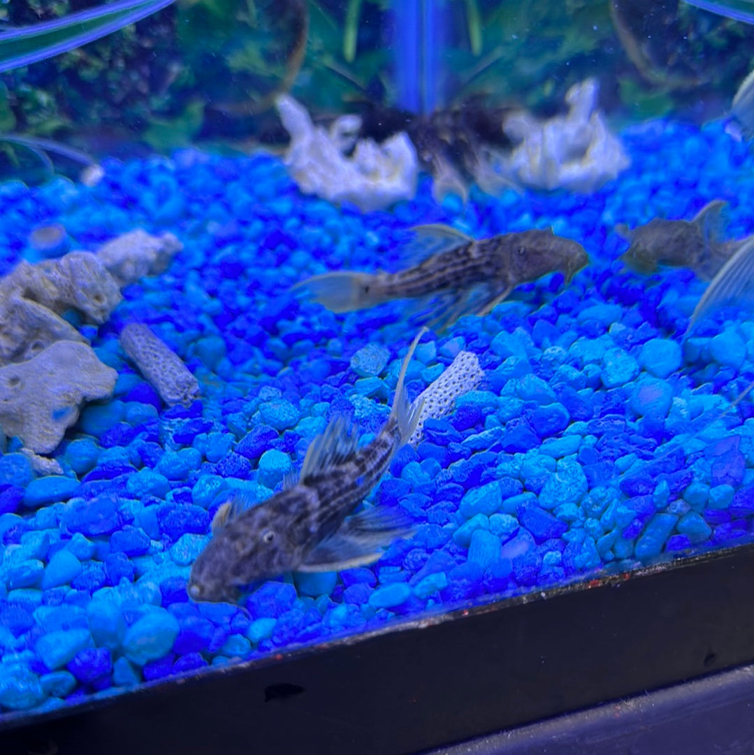L25 Red Fin Scarlet Pleco "Sao Felix Super red" (Pseudacanthicus pirar ...