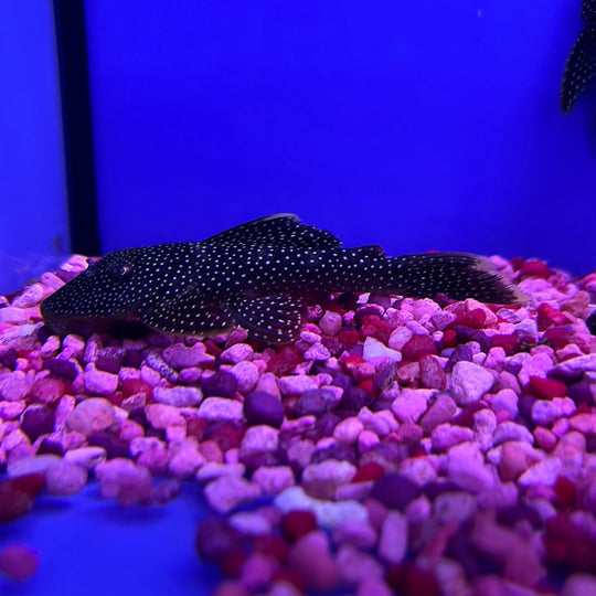 L067 Yellow Edged Pleco (Pseudancistrus asurini) – monsteraquariumonline
