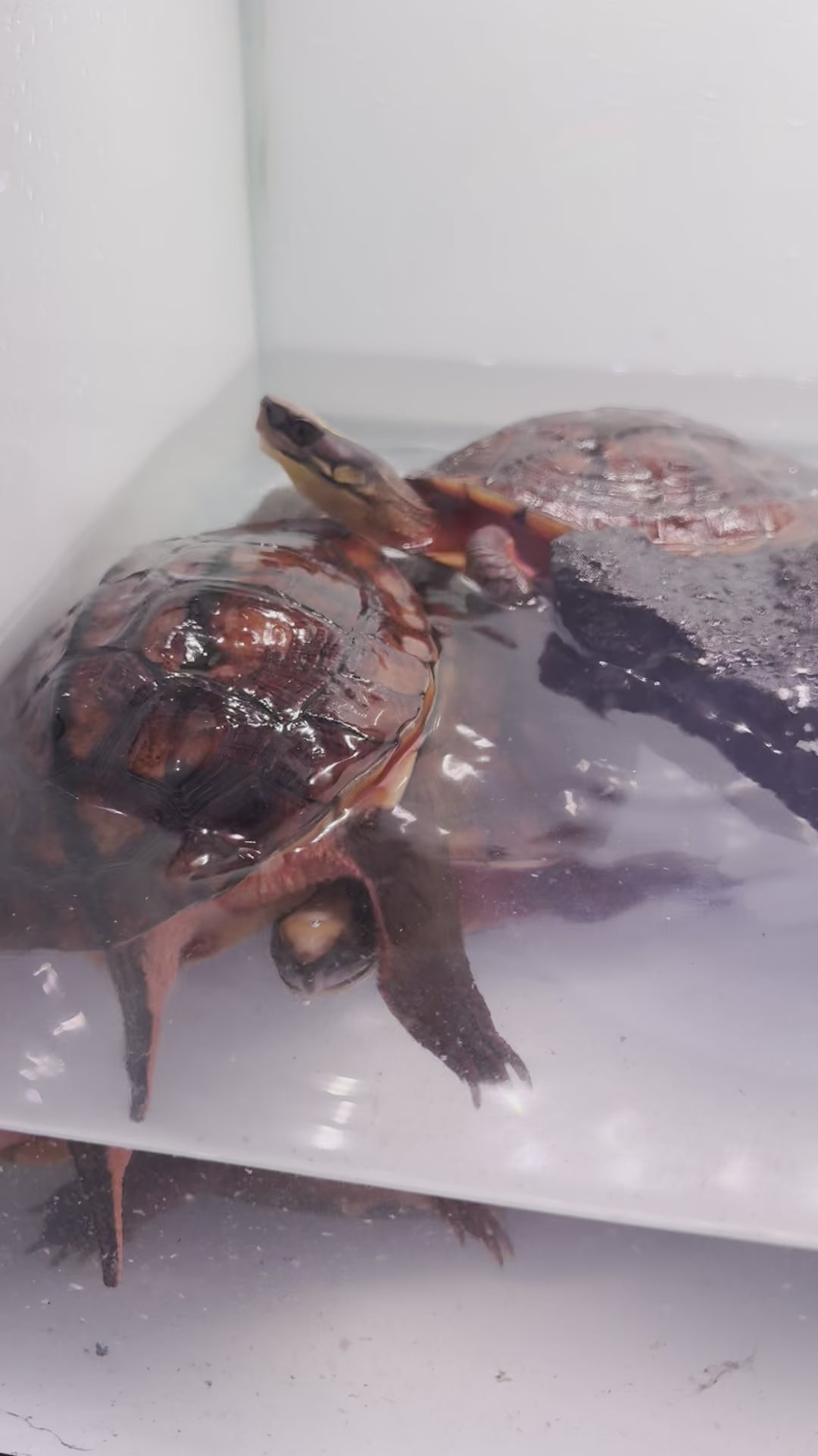 Chinese Golden Coin Turtle (Cuora Trifasciata ) – monsteraquariumonline