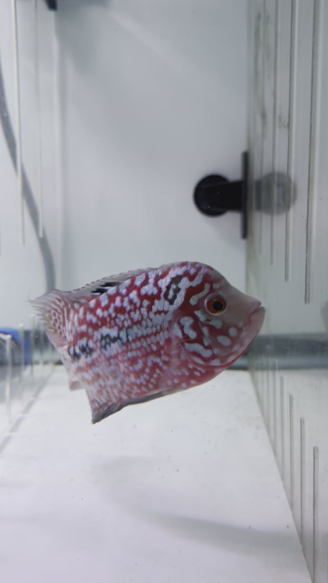 Kamfa Flowerhorn #74 Female