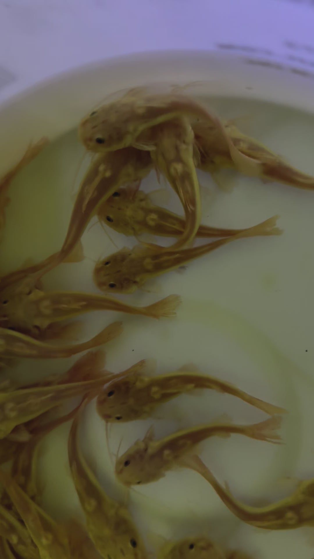 Phantom Redtail Catfish (Phractocephalus Hemioliopterus)