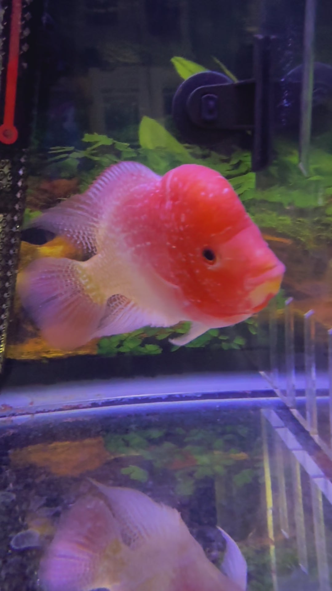 Fader Flowerhorn #4