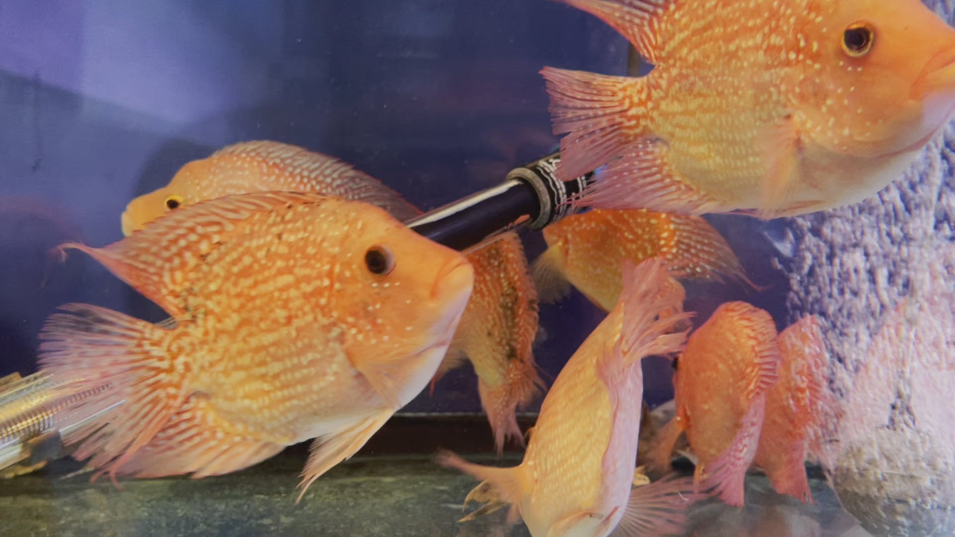 South American Cichlid Fish For Sale - Monster aquarium – Page 3 ...