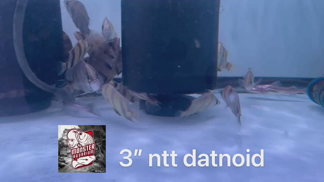 NTT Tiger Datnoid (Datnioides undecimradiatus) – monsteraquariumonline