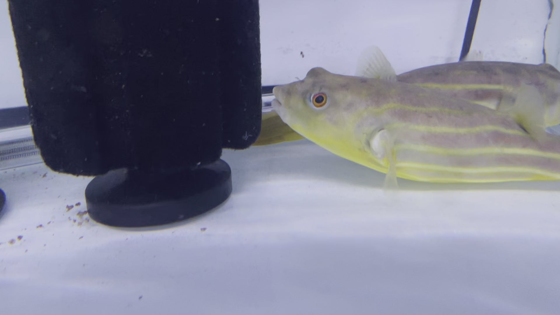 Aquarium Puffer Fish For Sale - Monster aquarium – monsteraquariumonline