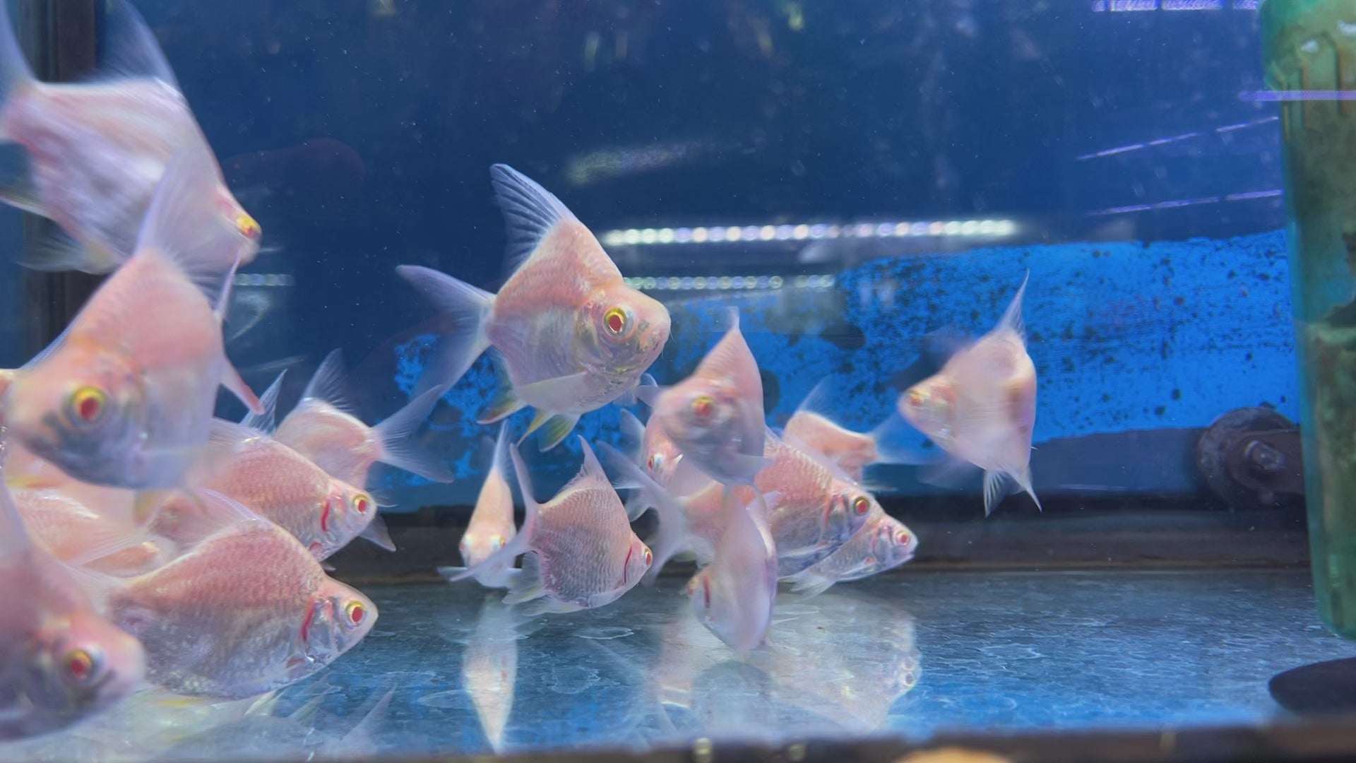 Buy Rare Oddballs Fish Online - Monster aquarium – monsteraquariumonline
