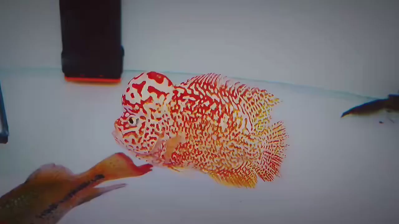 Vip Golden Base F2 Kamfa