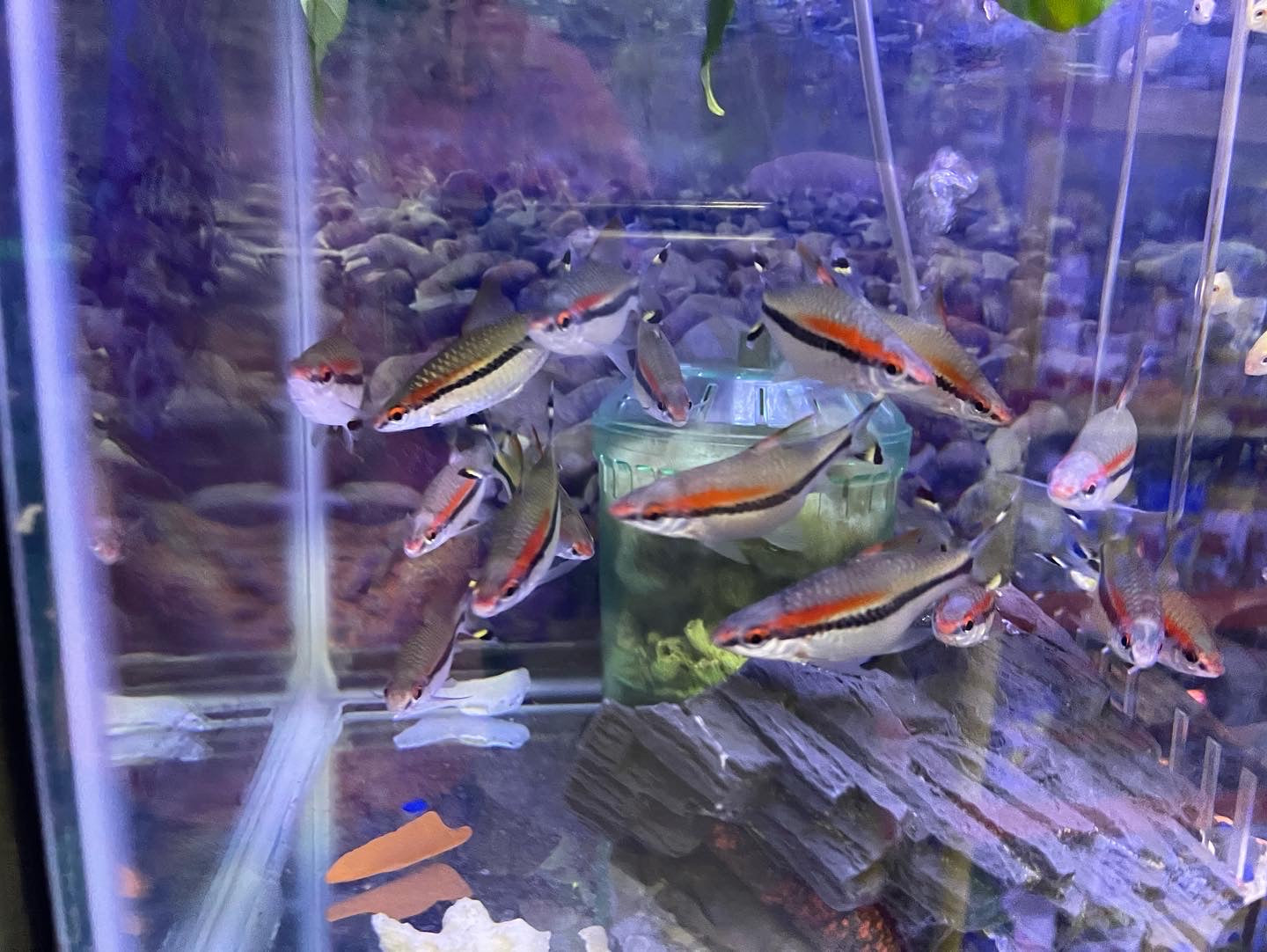 Short Body Roseline barb (Puntius denisonii) – monsteraquariumonline