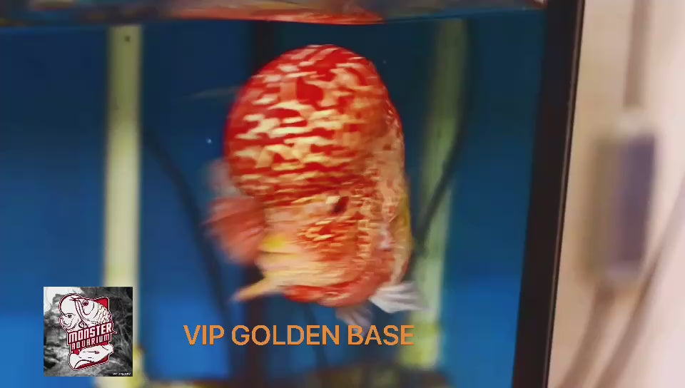 Vip Golden Base F2 Kamfa