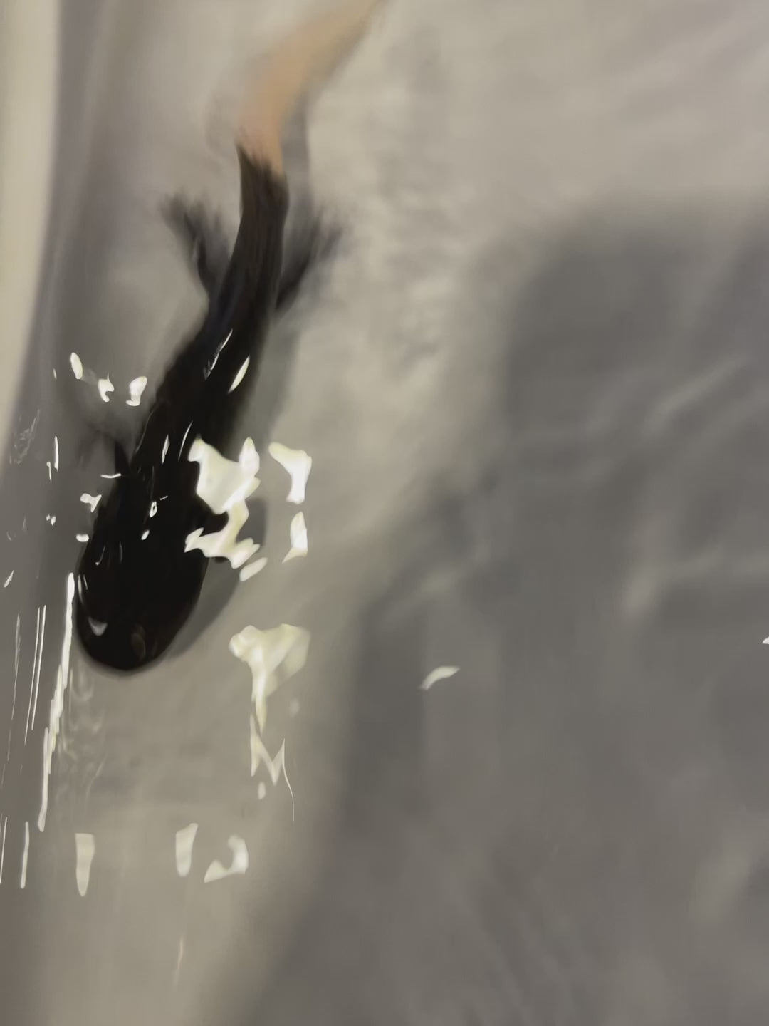 Firefly Axolotl #B (Ambystoma mexicanum) – monsteraquariumonline