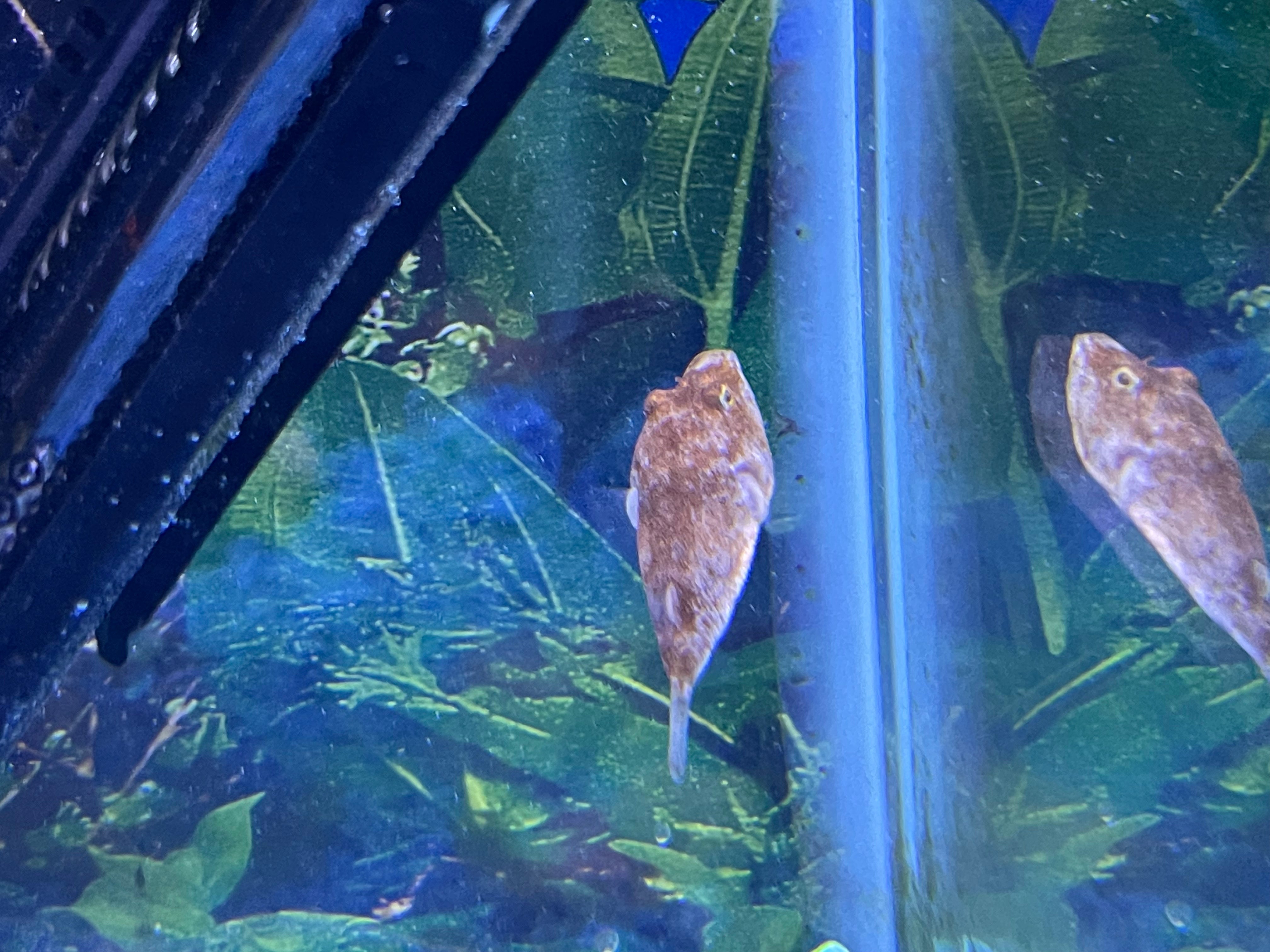 Red Miurus Puffer (Tetraodon miurus)