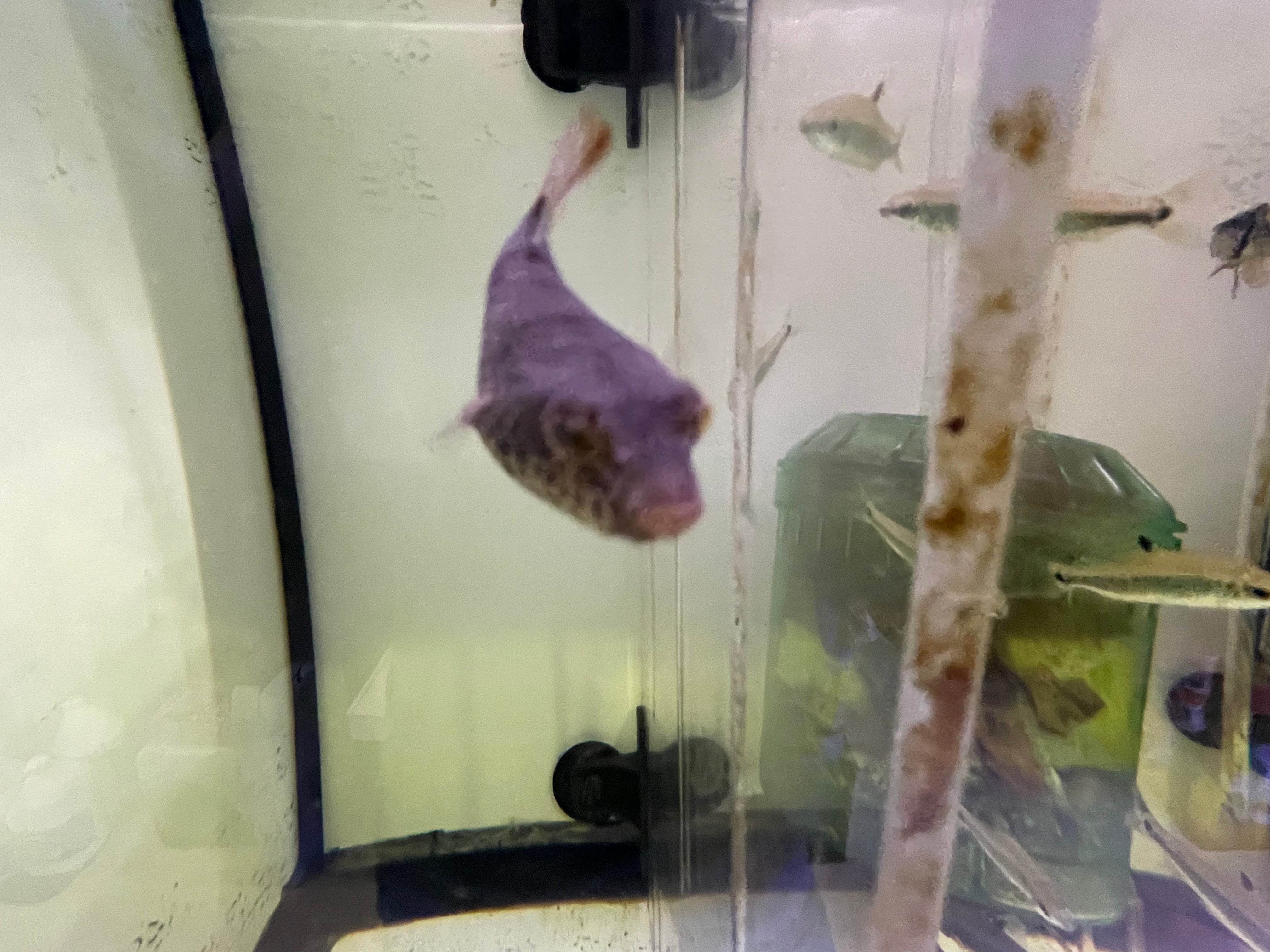 Duboisi Puffer (Tetraodon duboisi)