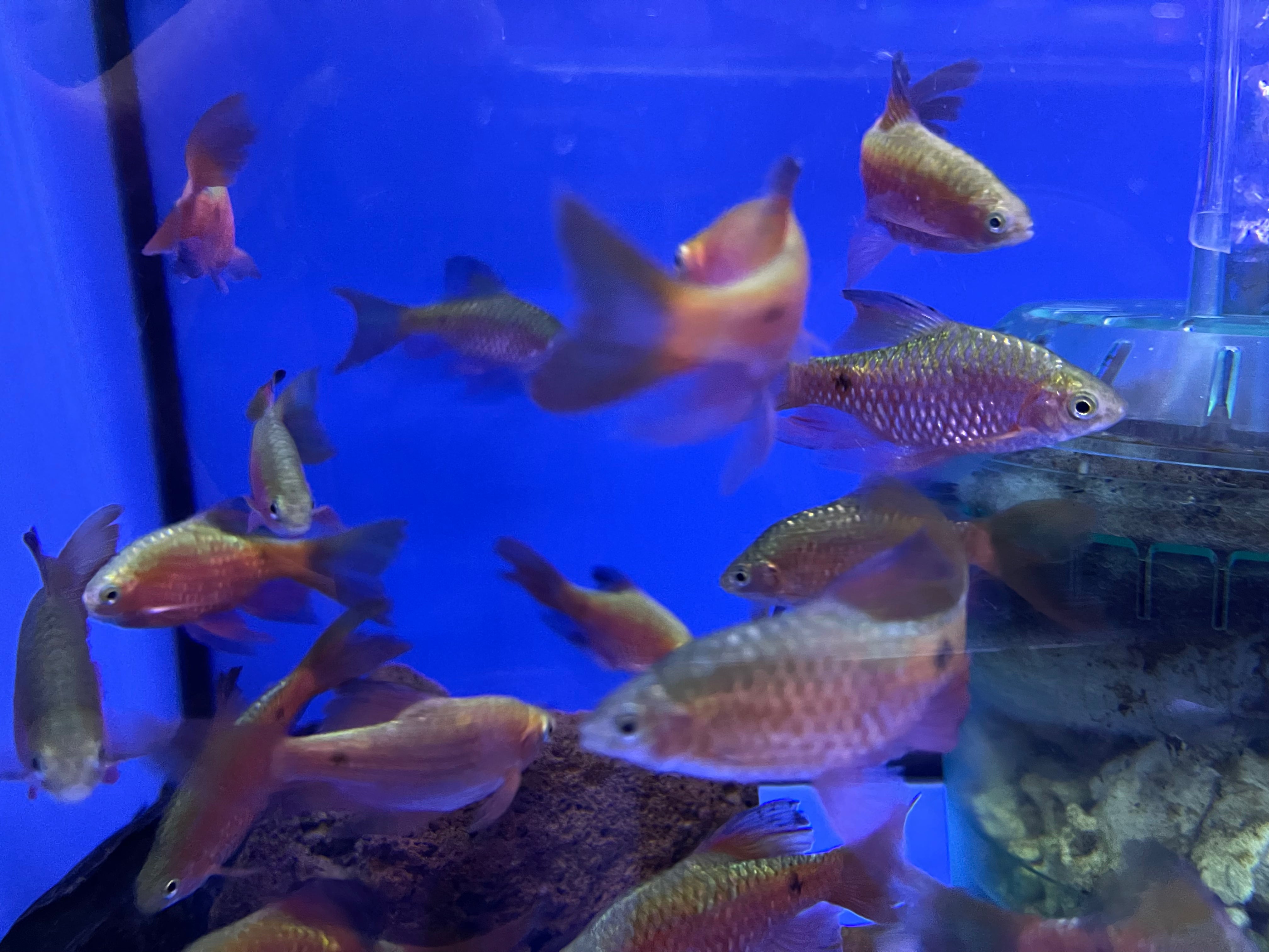 Long Fin Neon Barb (Puntius conchonius) – monsteraquariumonline