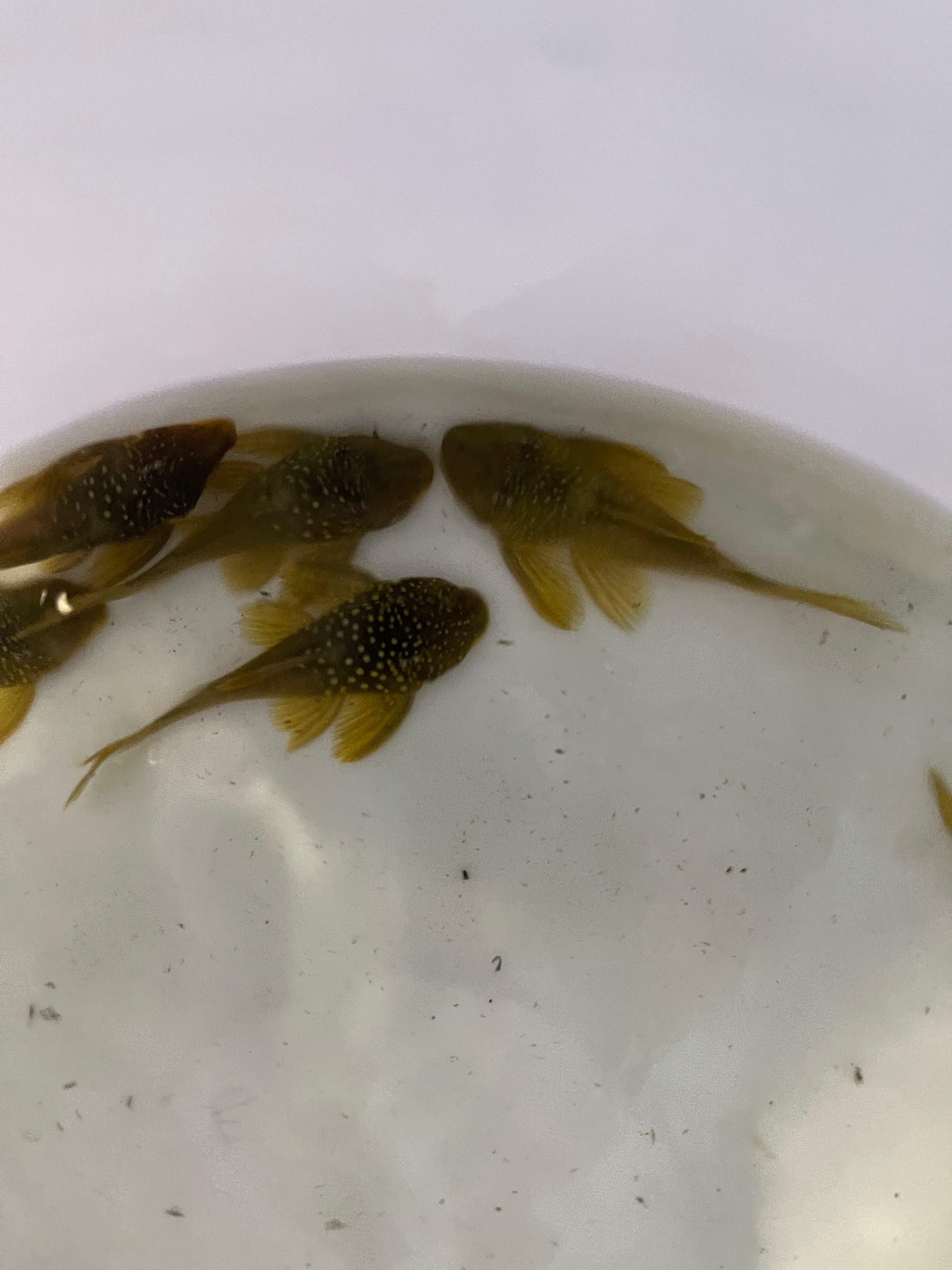 L200 Green Phantom Pleco (Hemiancistrus subviridis)