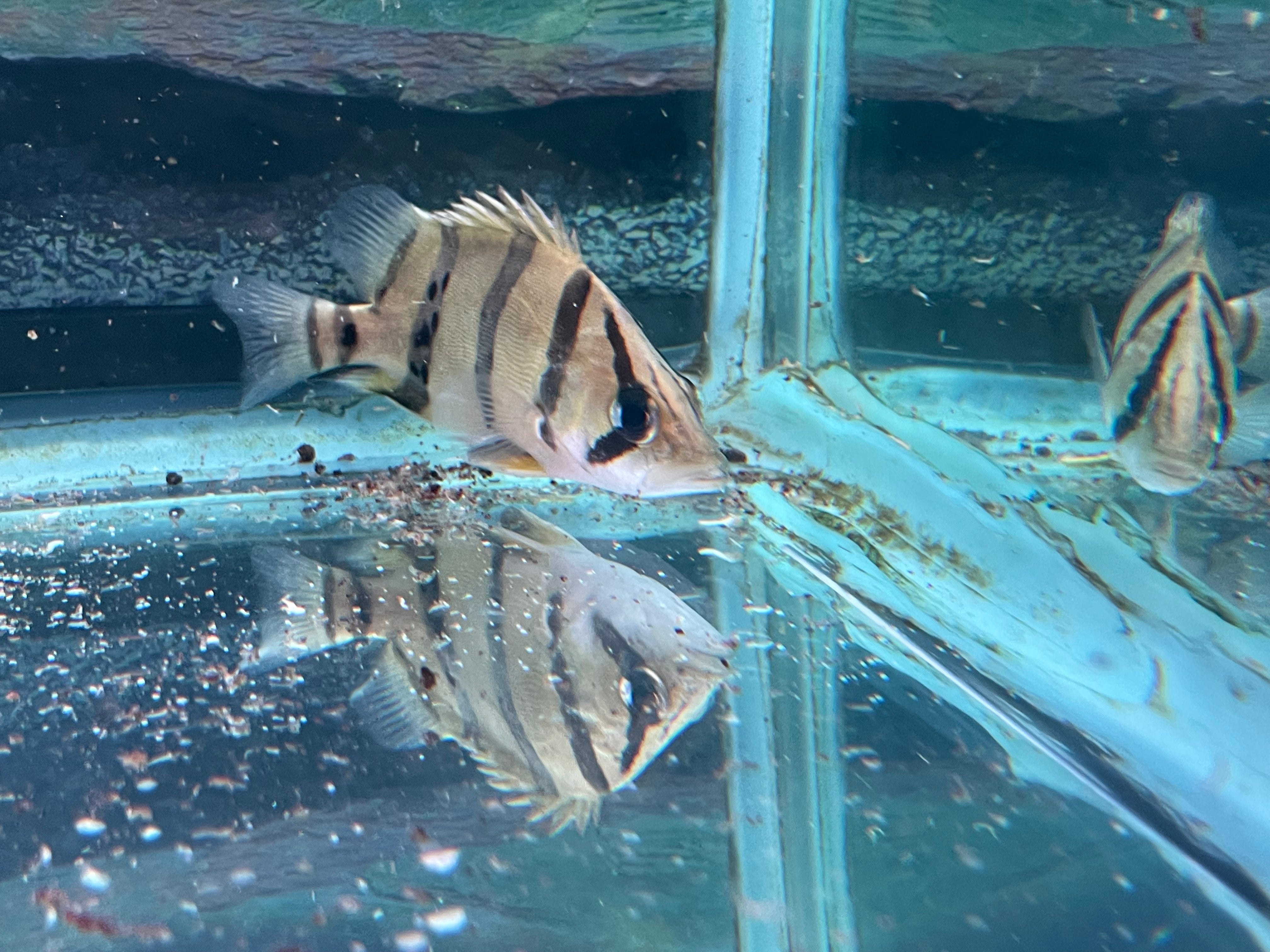 NTT Tiger Datnoid (Datnioides undecimradiatus)