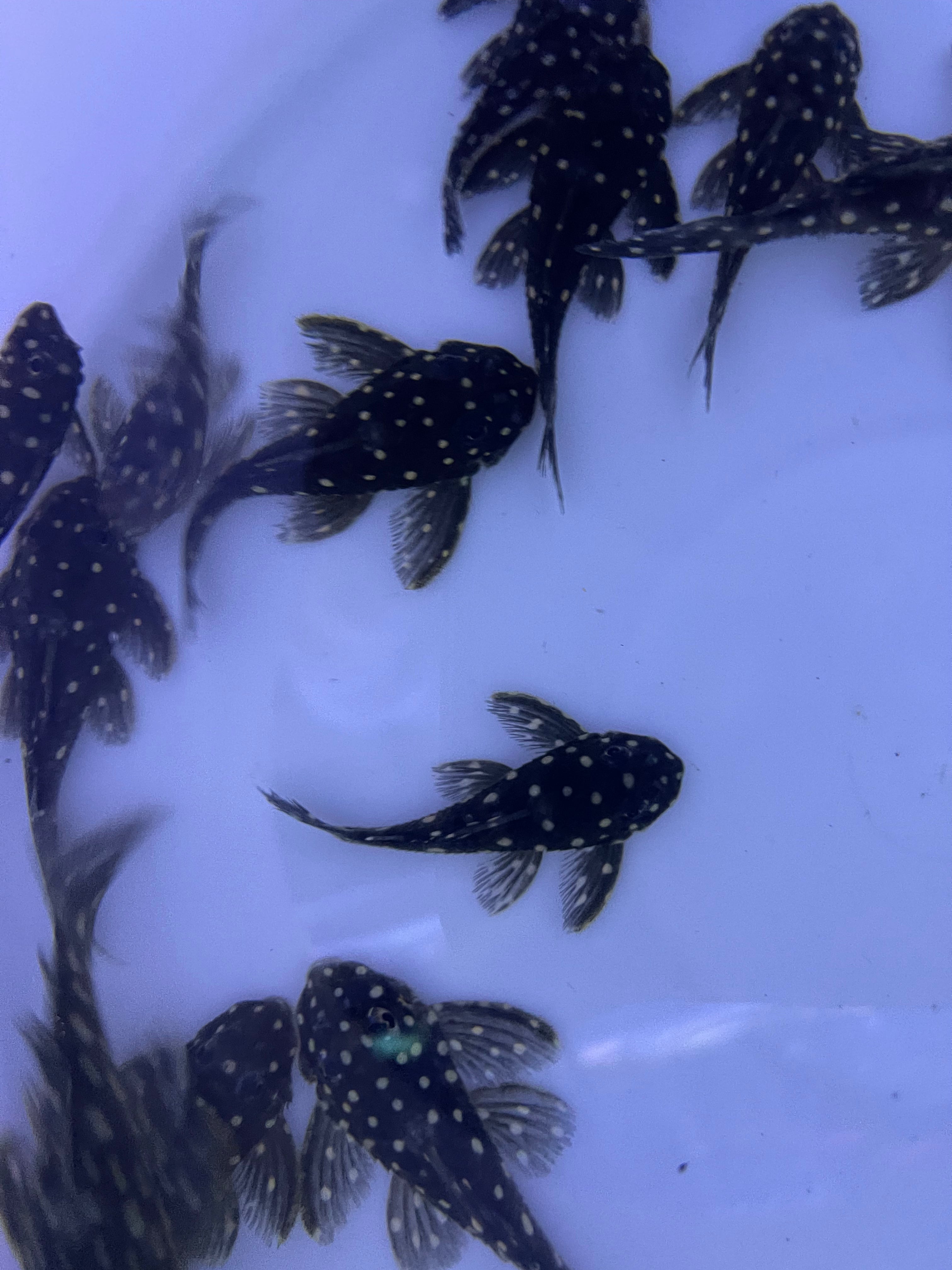 L201 SnowBall Pleco (Hypancistrus sp.)