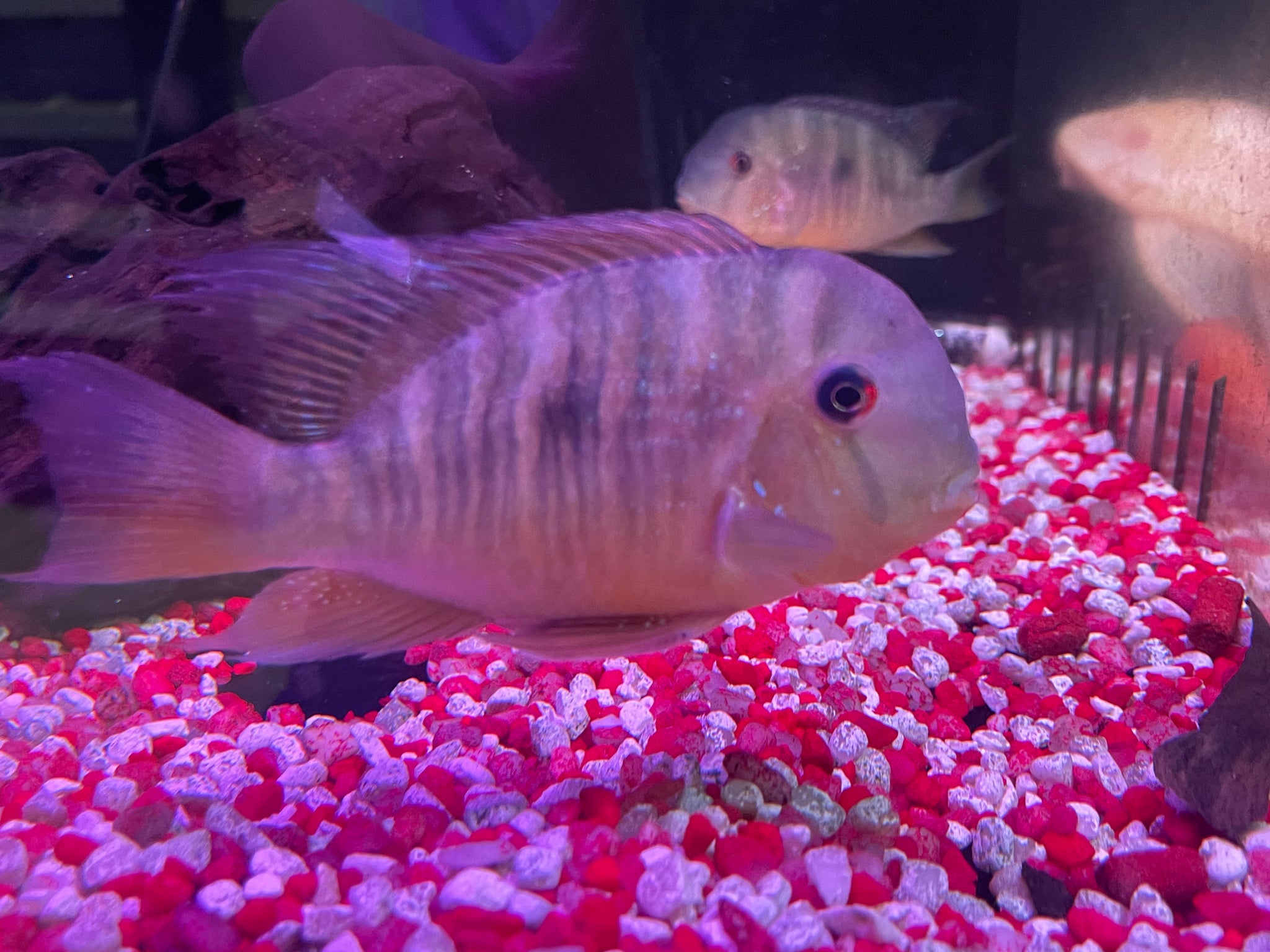 South American Cichlid Fish For Sale - Monster aquarium – Page 3 ...