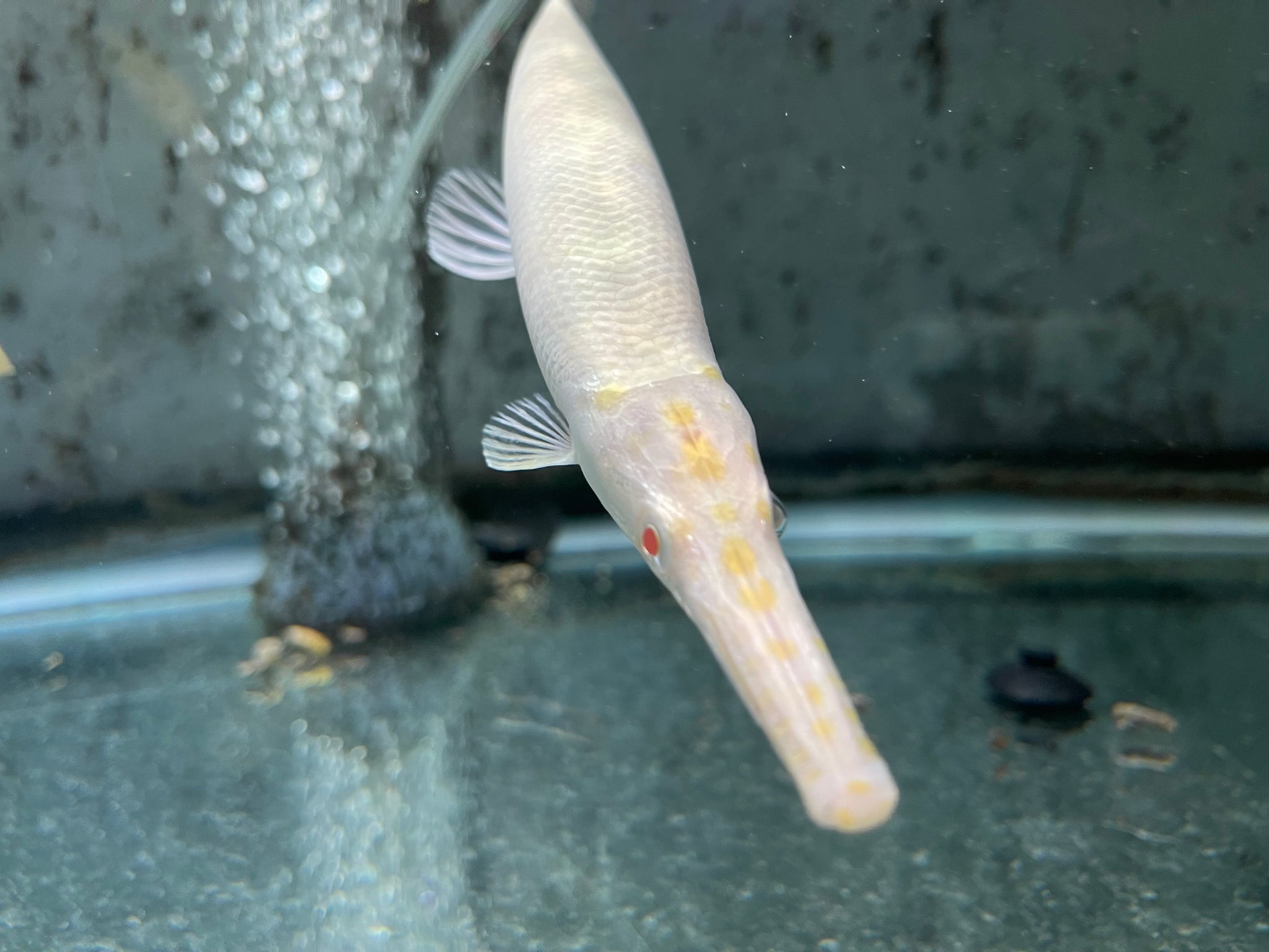 Albino Florida Gar ( Red Eye ) (Lepisosteus platyrhincus ...