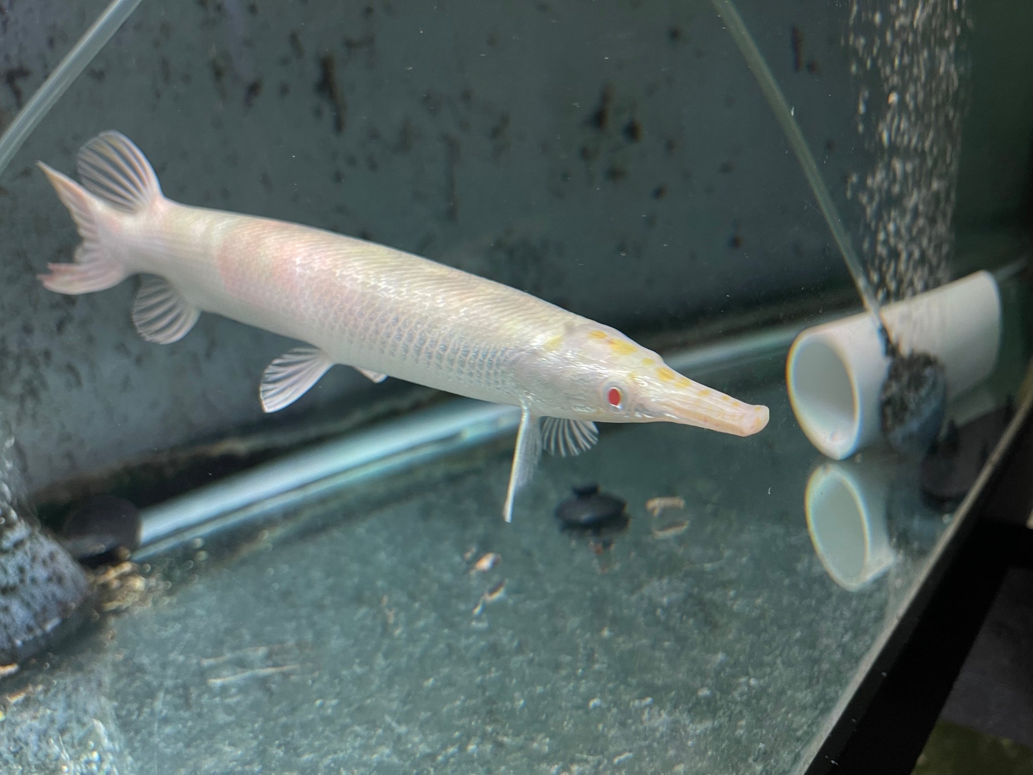Albino Florida Gar ( Red Eye ) (Lepisosteus platyrhincus ...