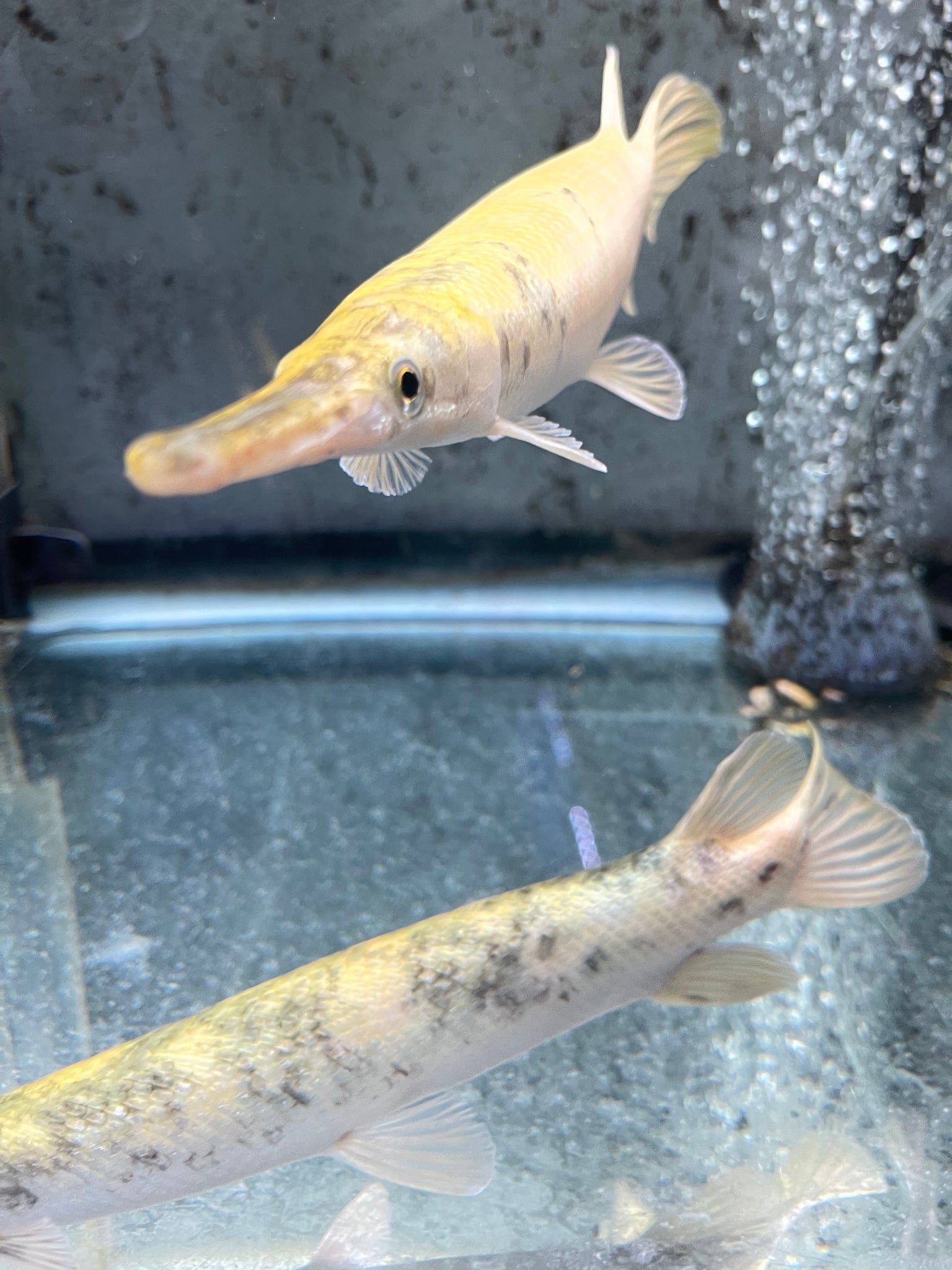 Marbled Florida Gar (Lepisosteus platyrhincus) – monsteraquariumonline