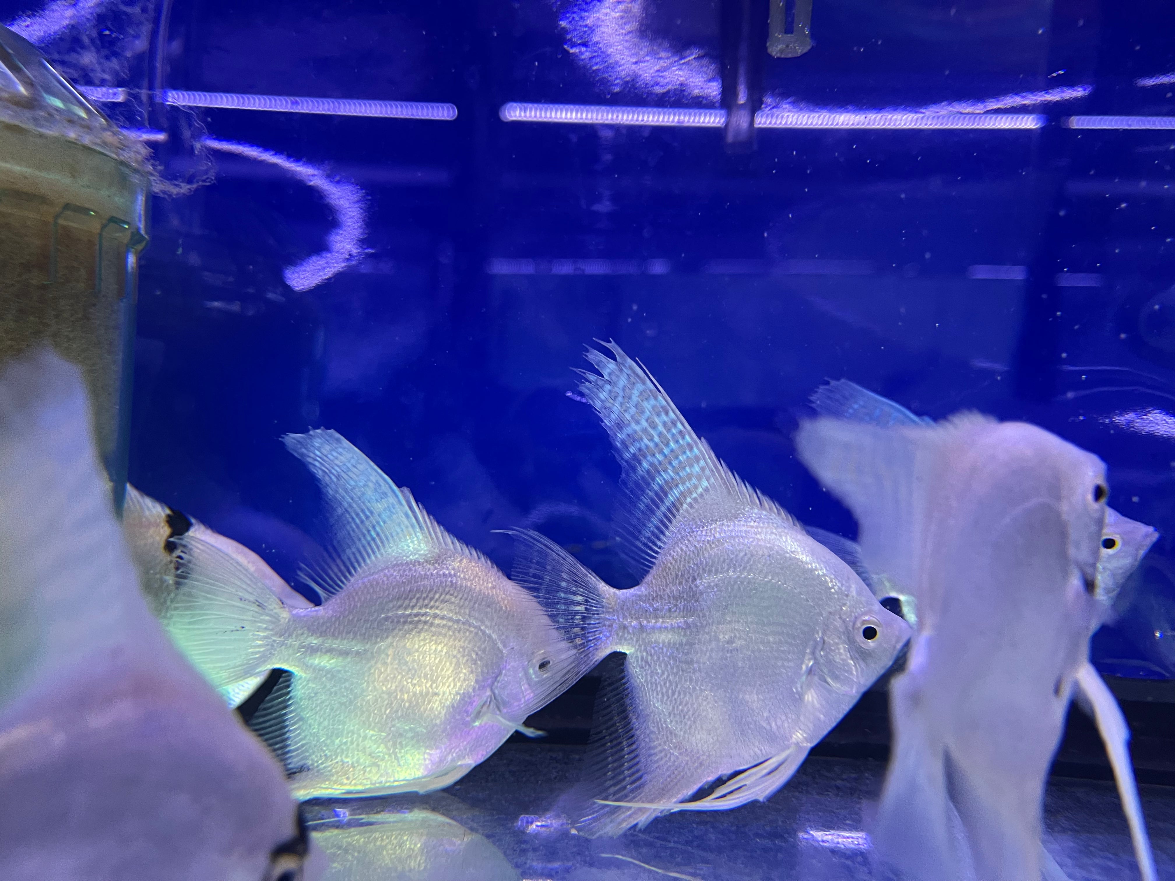 Platinum Angel (Pterophyllum scalare) – monsteraquariumonline