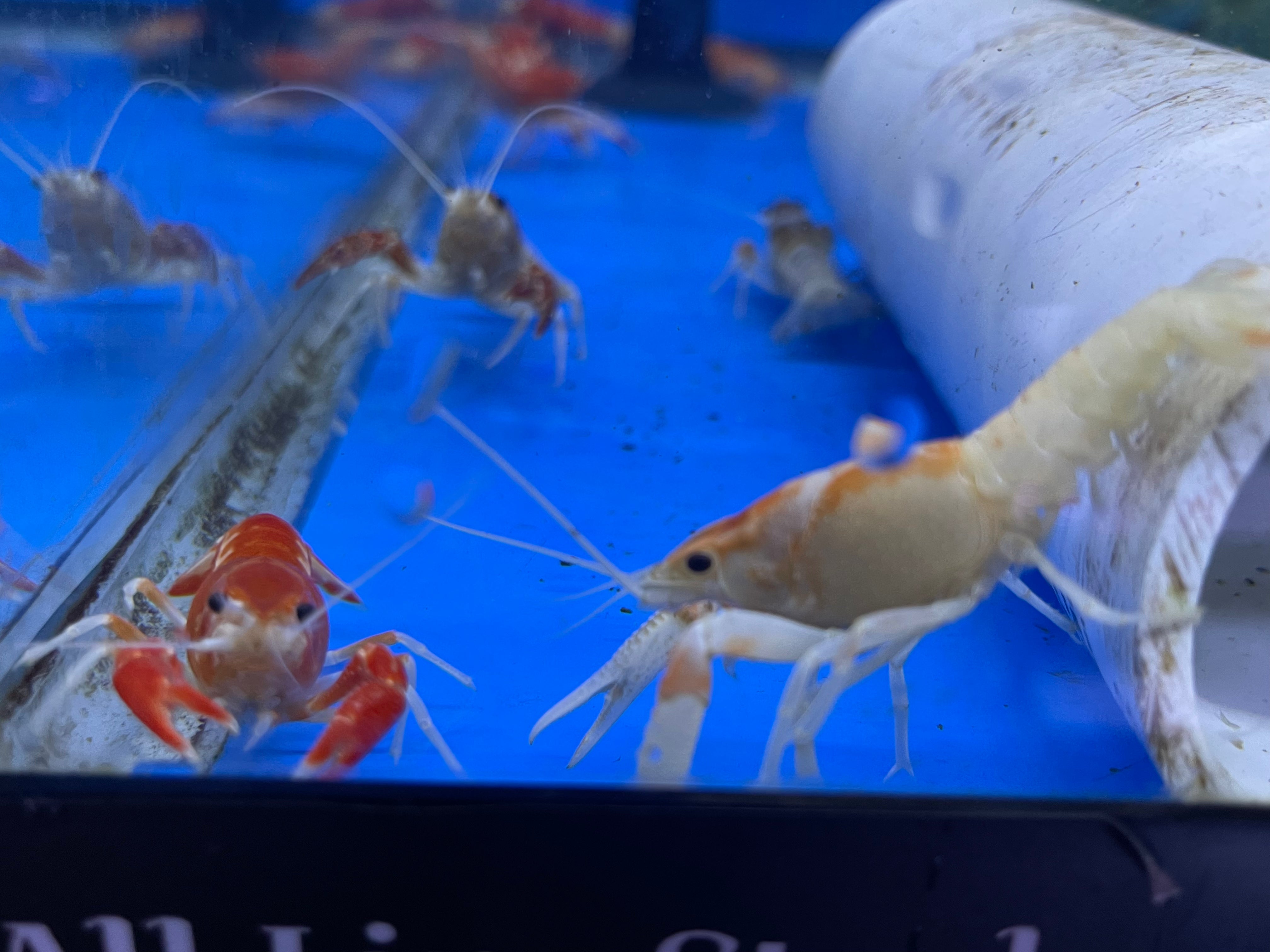 Ghost Crayfish (Procambarus Clarkii) – monsteraquariumonline