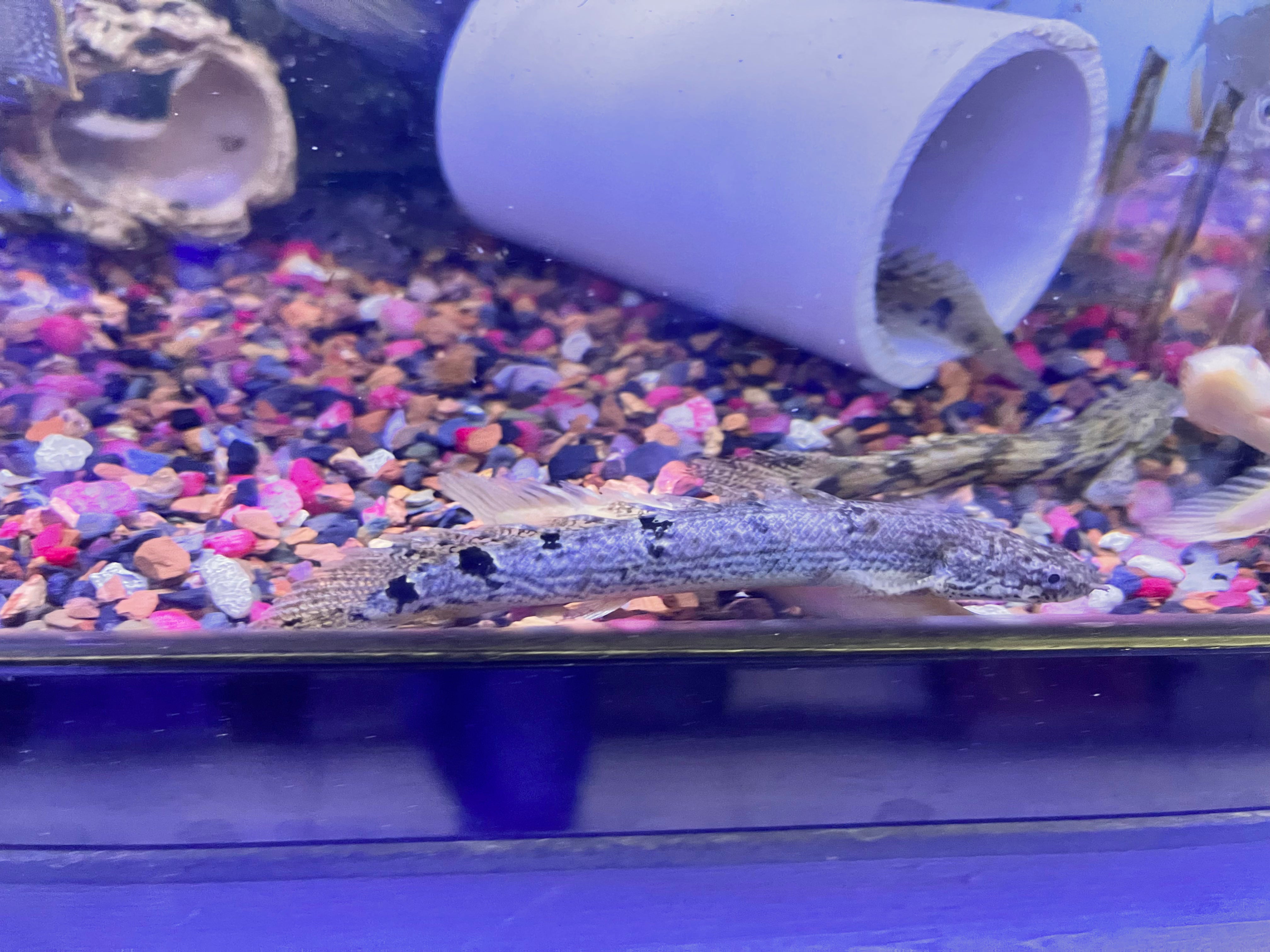 Delhezi Polypterus Bichir (Polypterus delhezi) – monsteraquariumonline