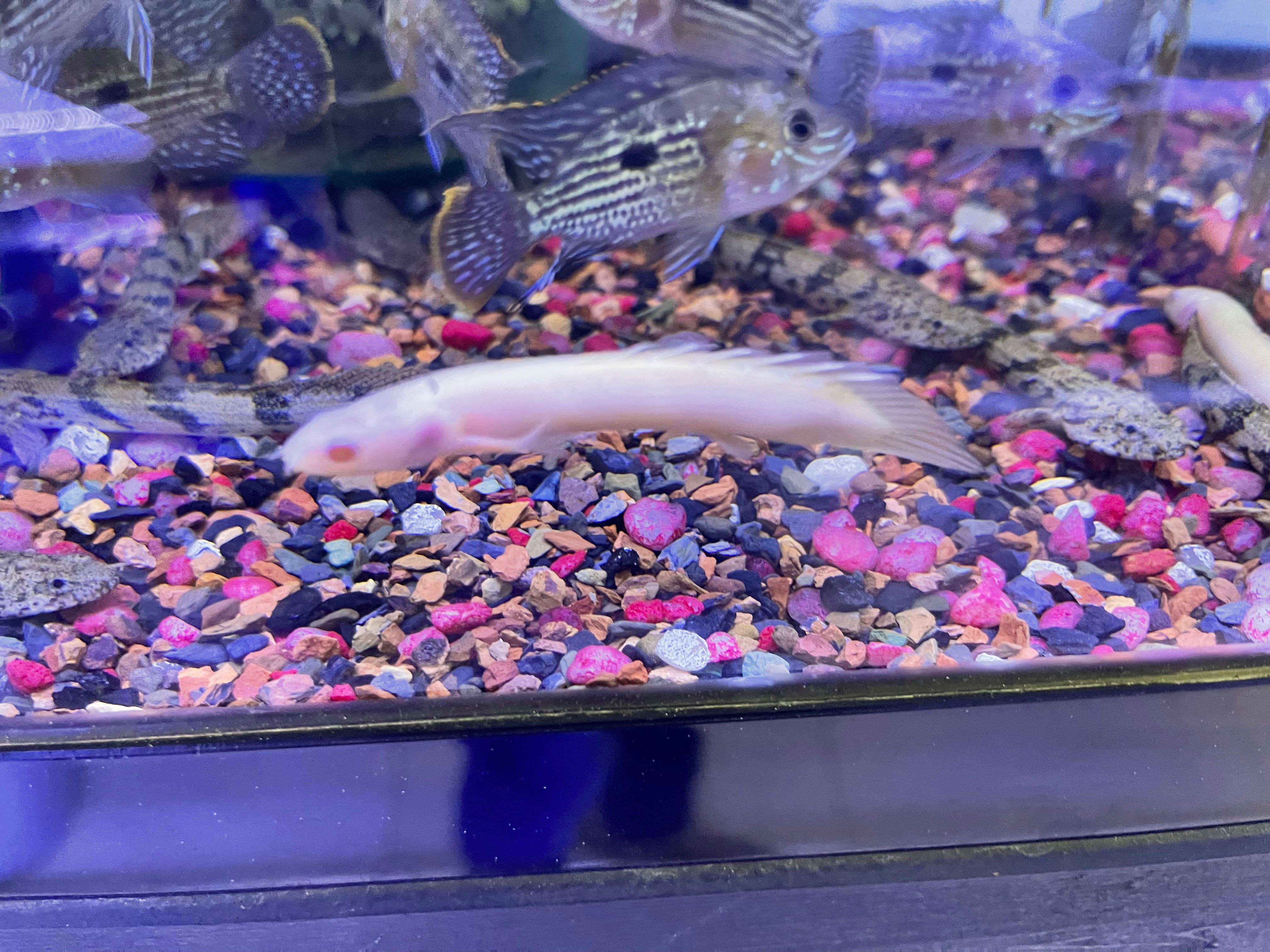 Albino Polypterus Bichir (Polypterus senegalus)