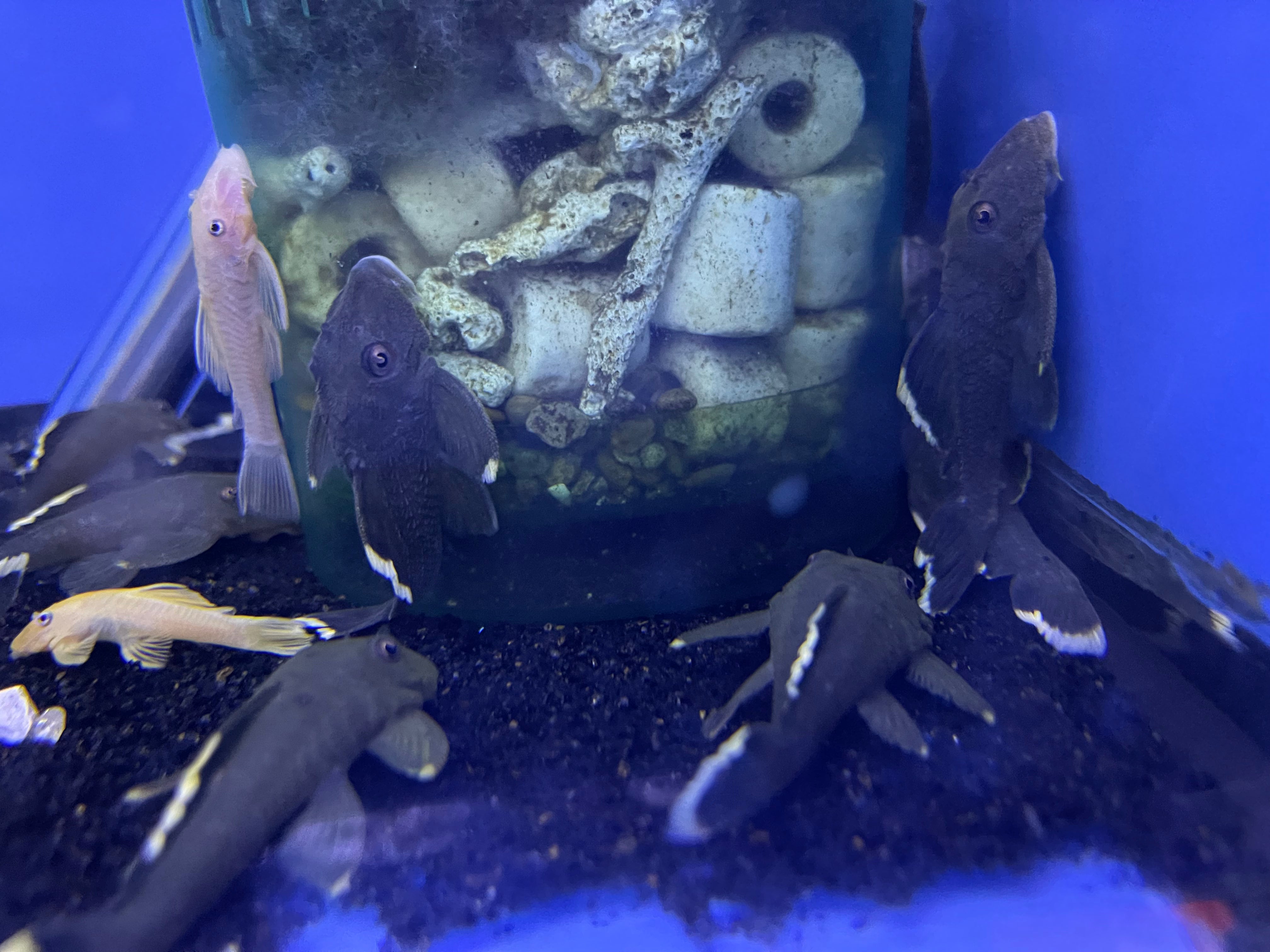 L47 Mango Pleco (Baryancistrus chrysolomus)