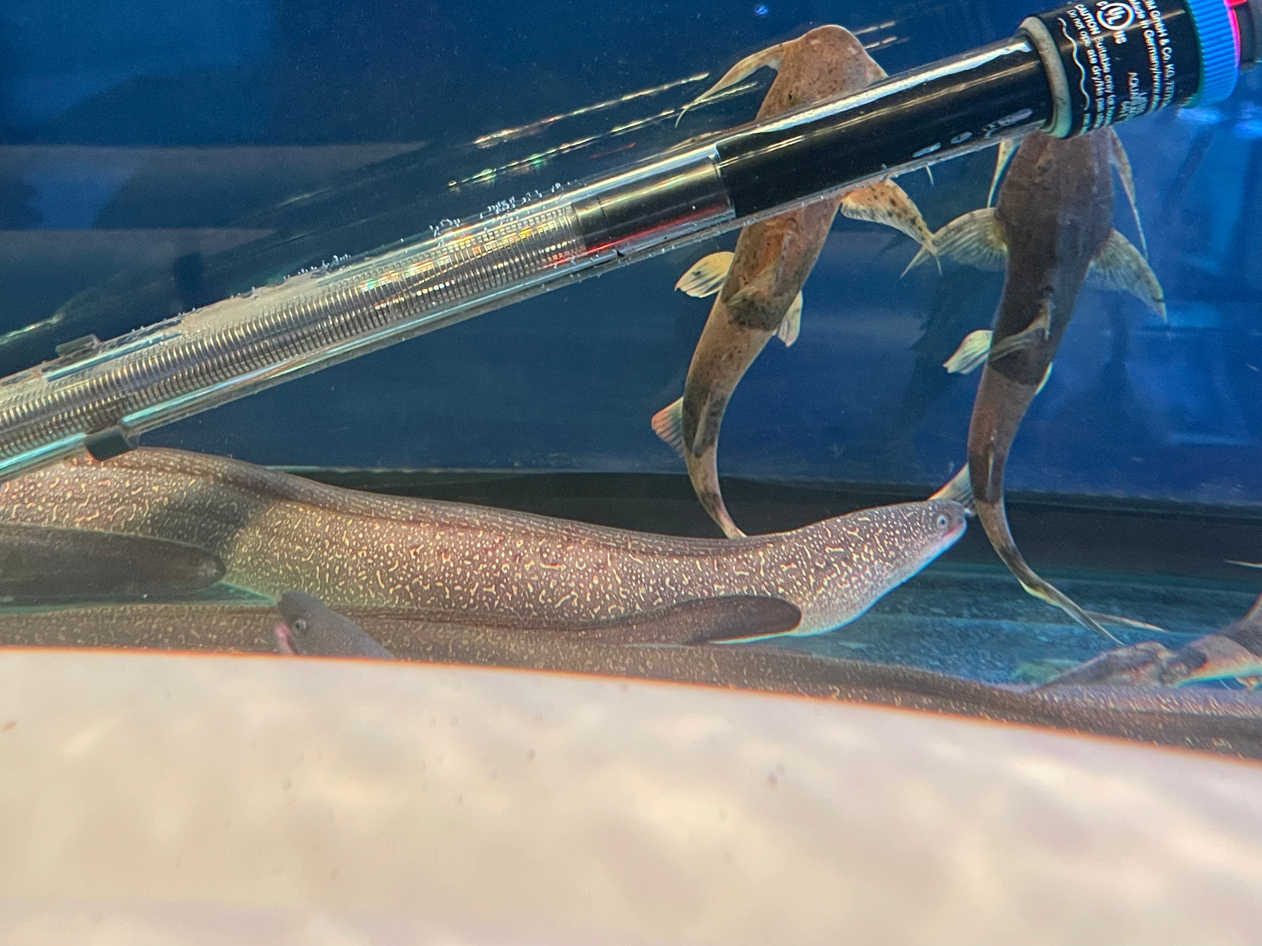 SnowFlake Eel – monsteraquariumonline