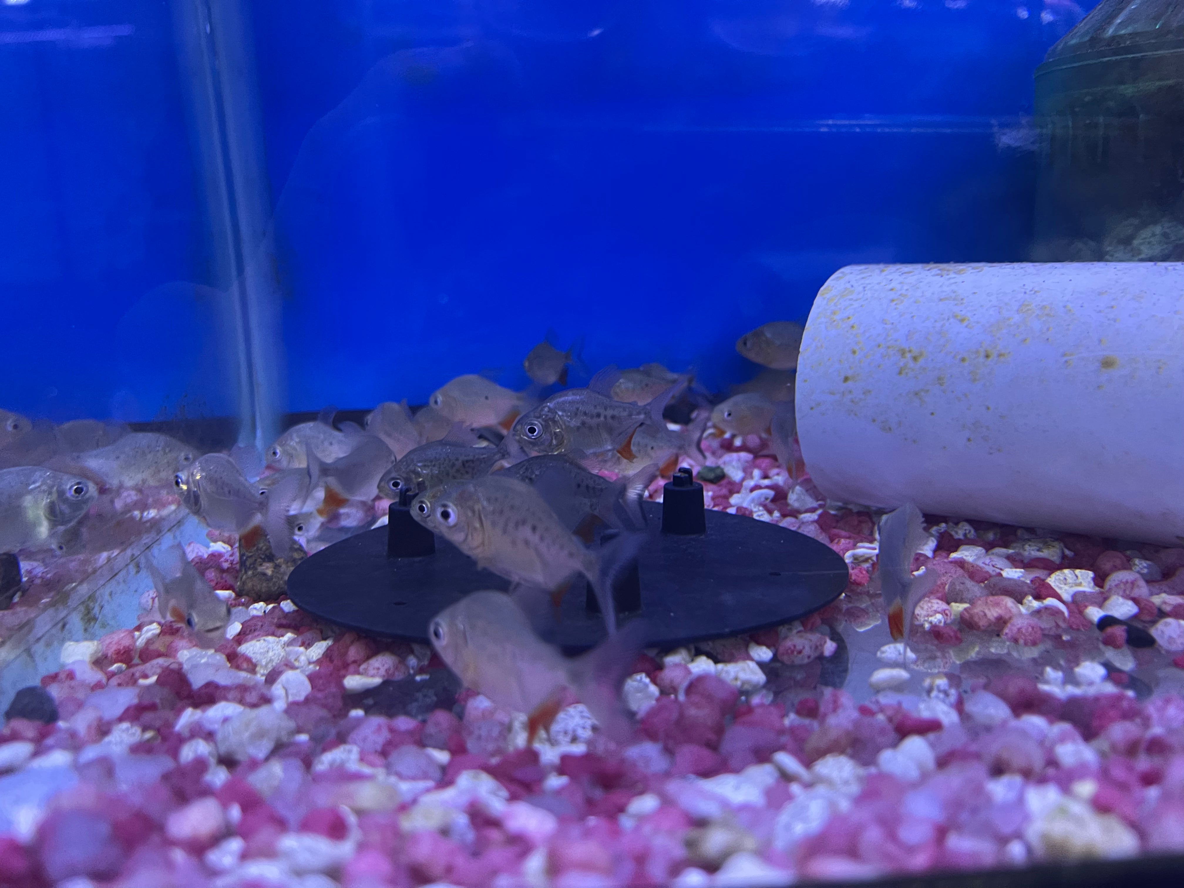 Red Belly Pacu (Piaractus brachypomus)